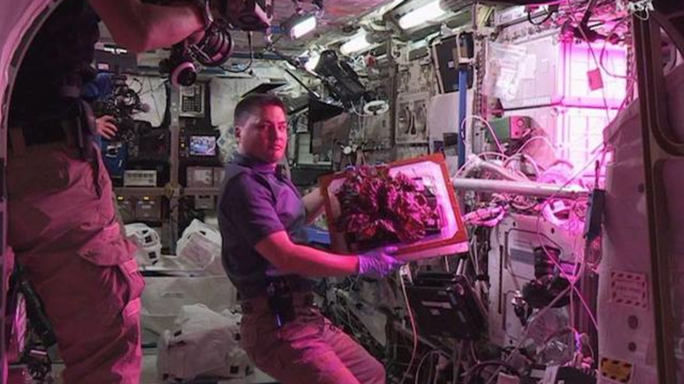 The First Space-Grown Vegetables Are Ready | Mental Floss