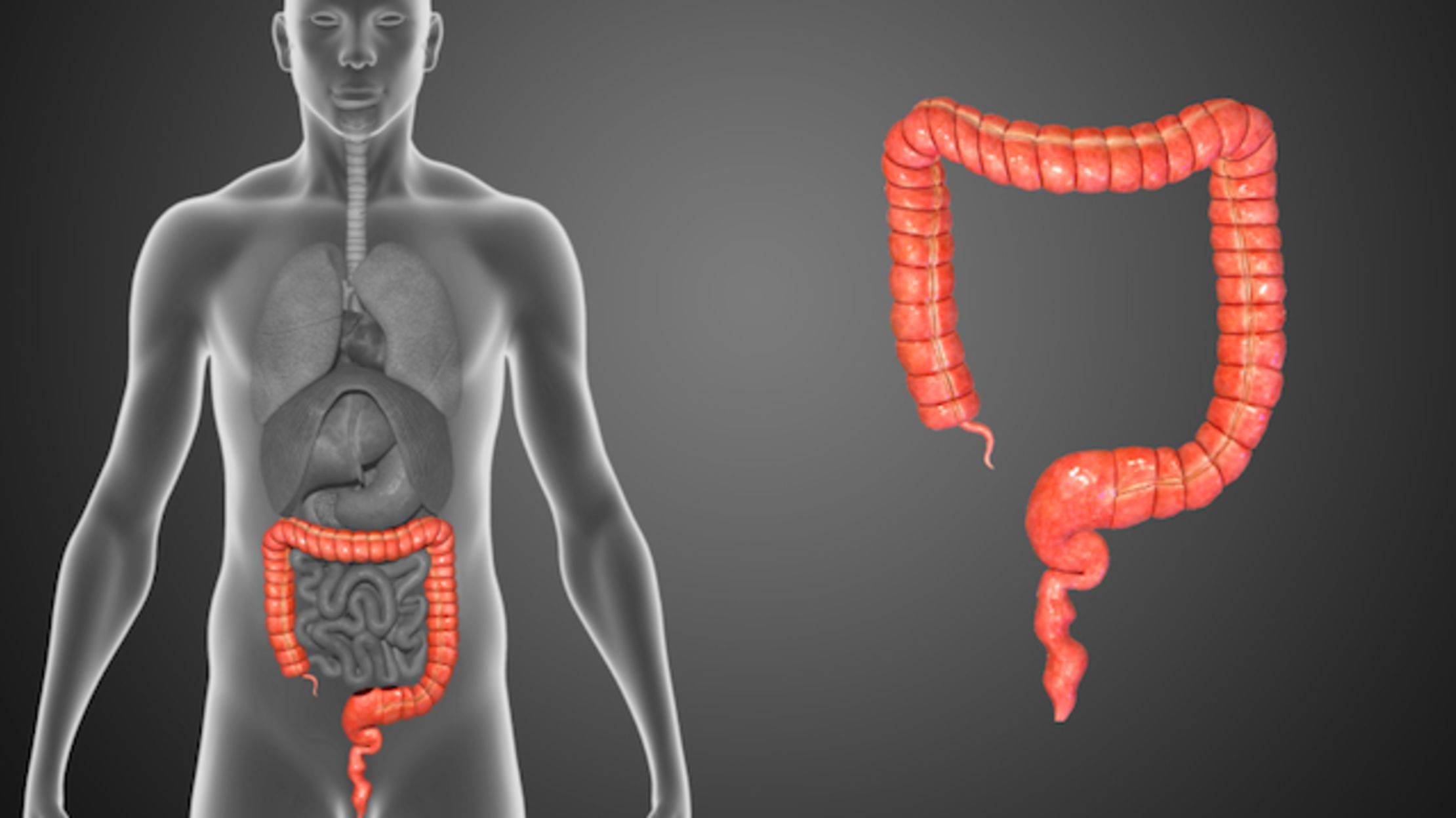 What Purpose Did the Appendix Once Serve? | Mental Floss