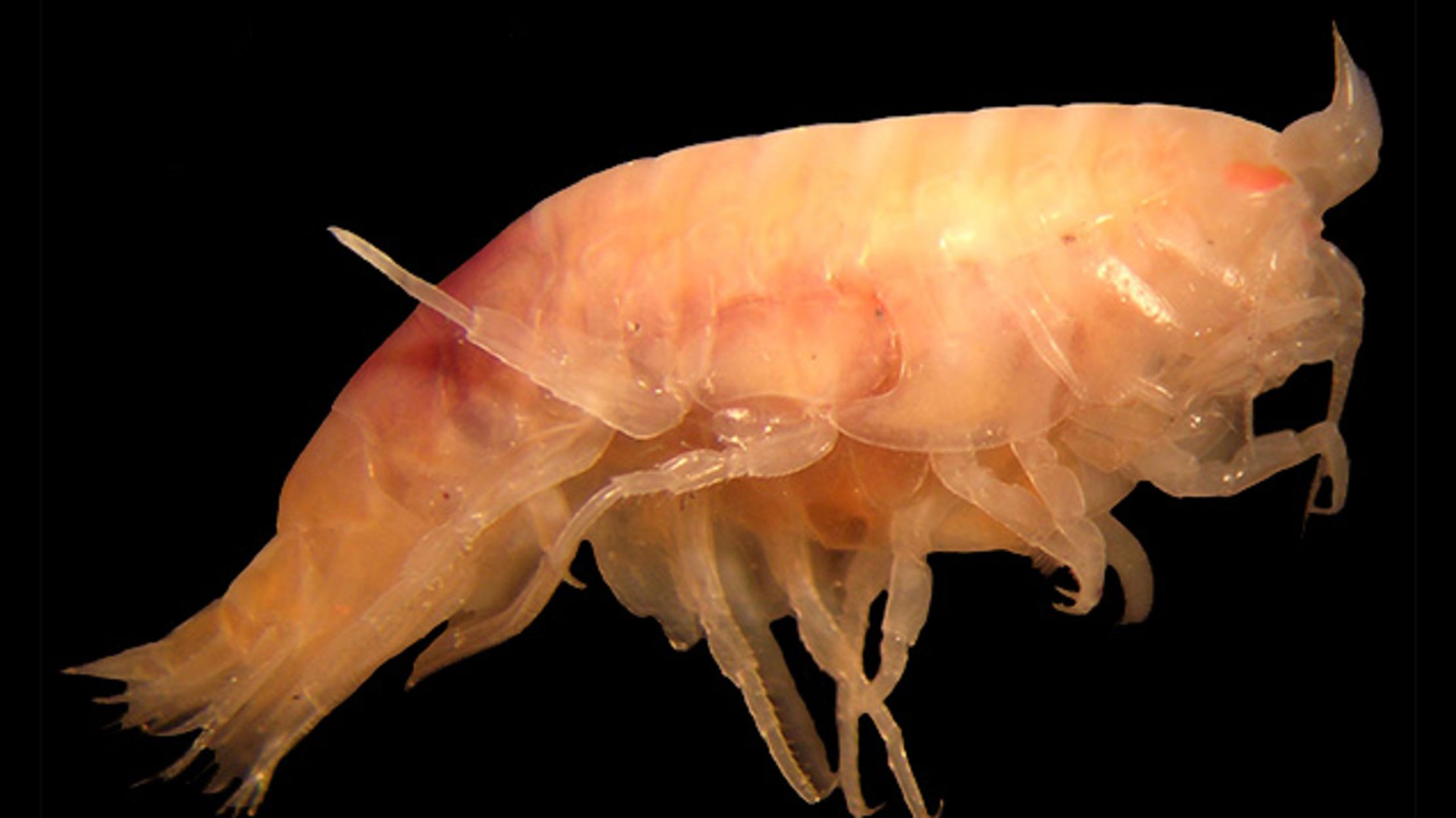 Watch 'Sea Lice' Devour an Entire Pig in Just Days | Mental Floss