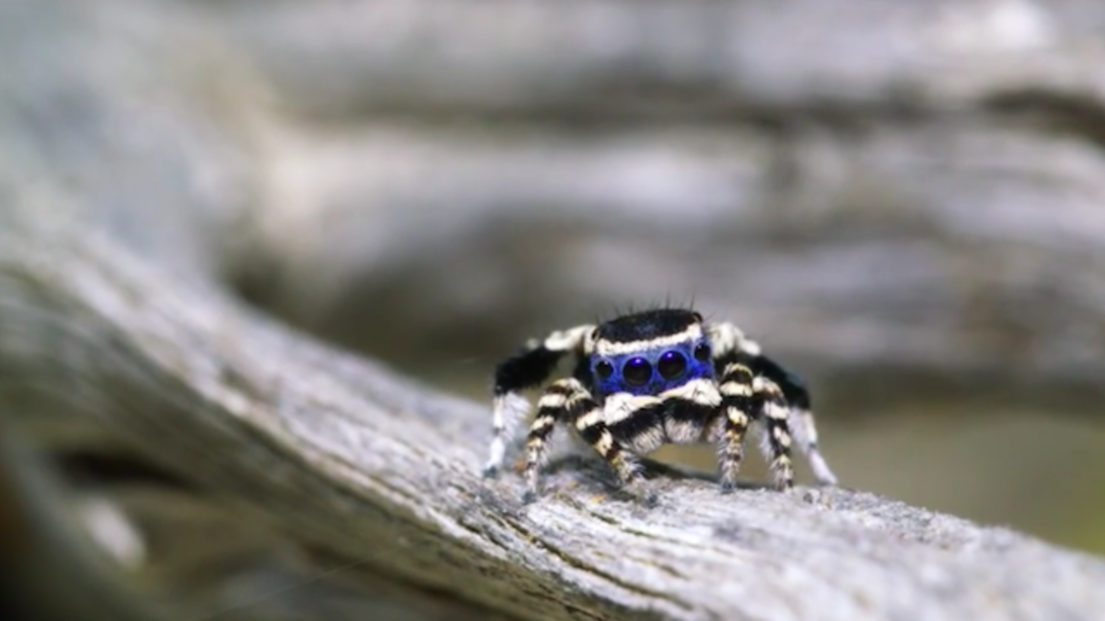 This Newly-Discovered Spider Species Has Stunning Coloration | Mental Floss This Newly-Discovered Spider Species Has Stunning Coloration | Mental Floss