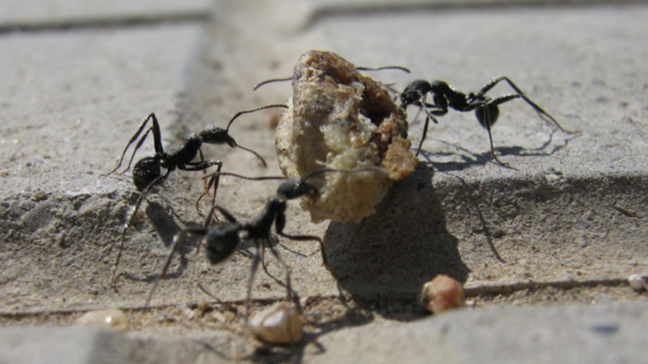 How Ants Cooperate to Move Heavy Loads | Mental Floss