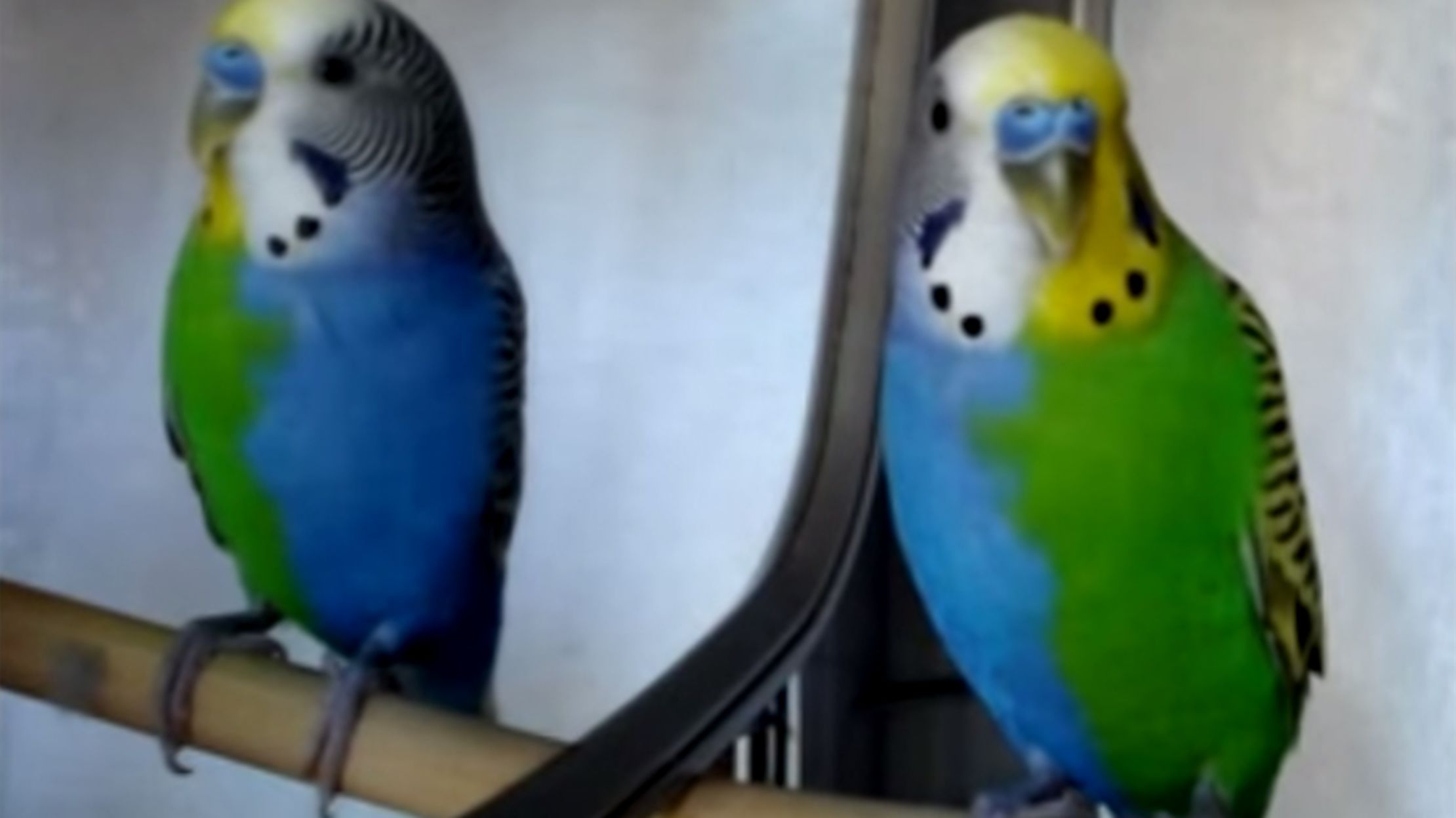 What is Chimerism? | Mental Floss