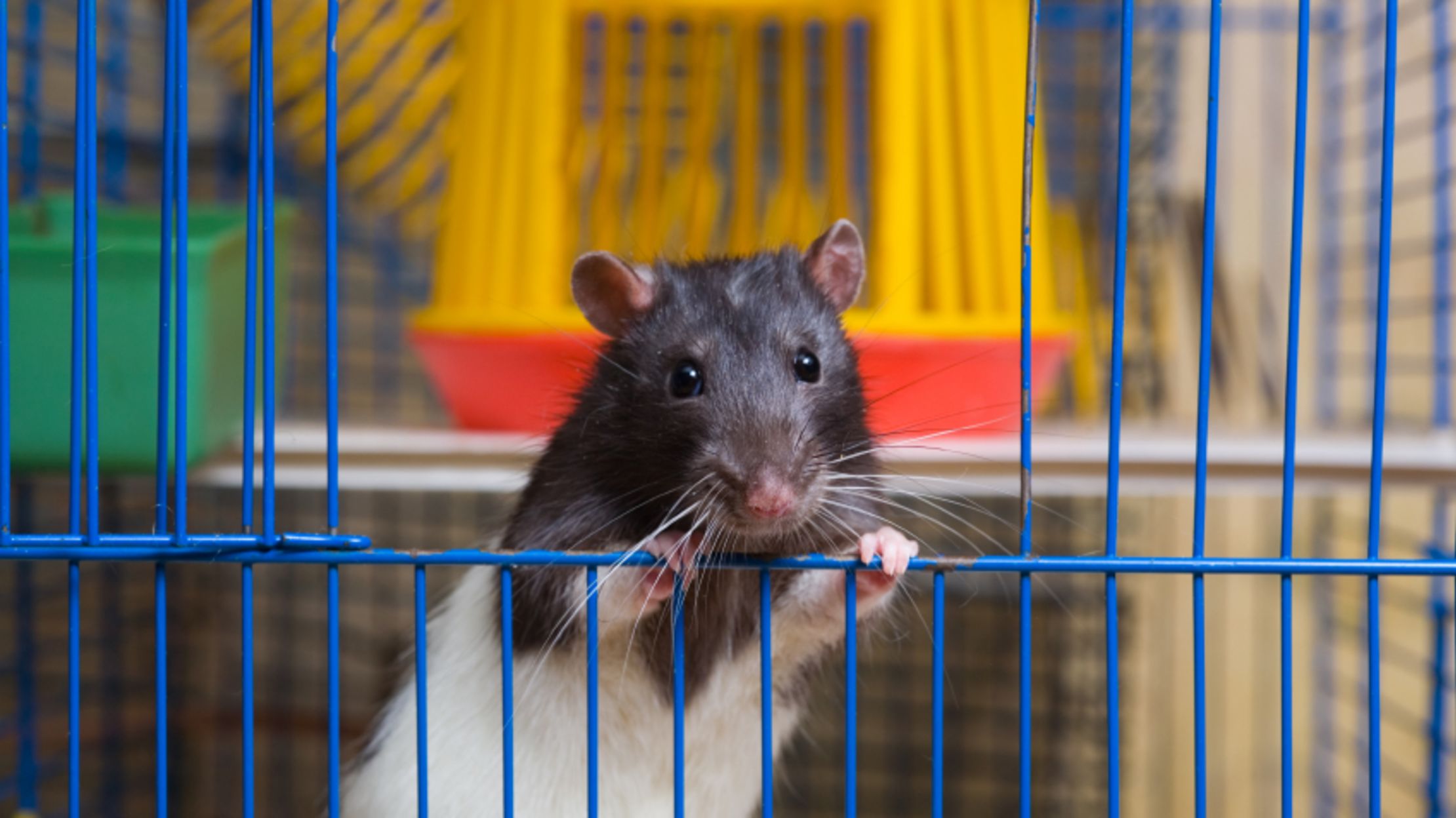 Rats Can Save Lives by Sniffing Out Land Mines | Mental Floss