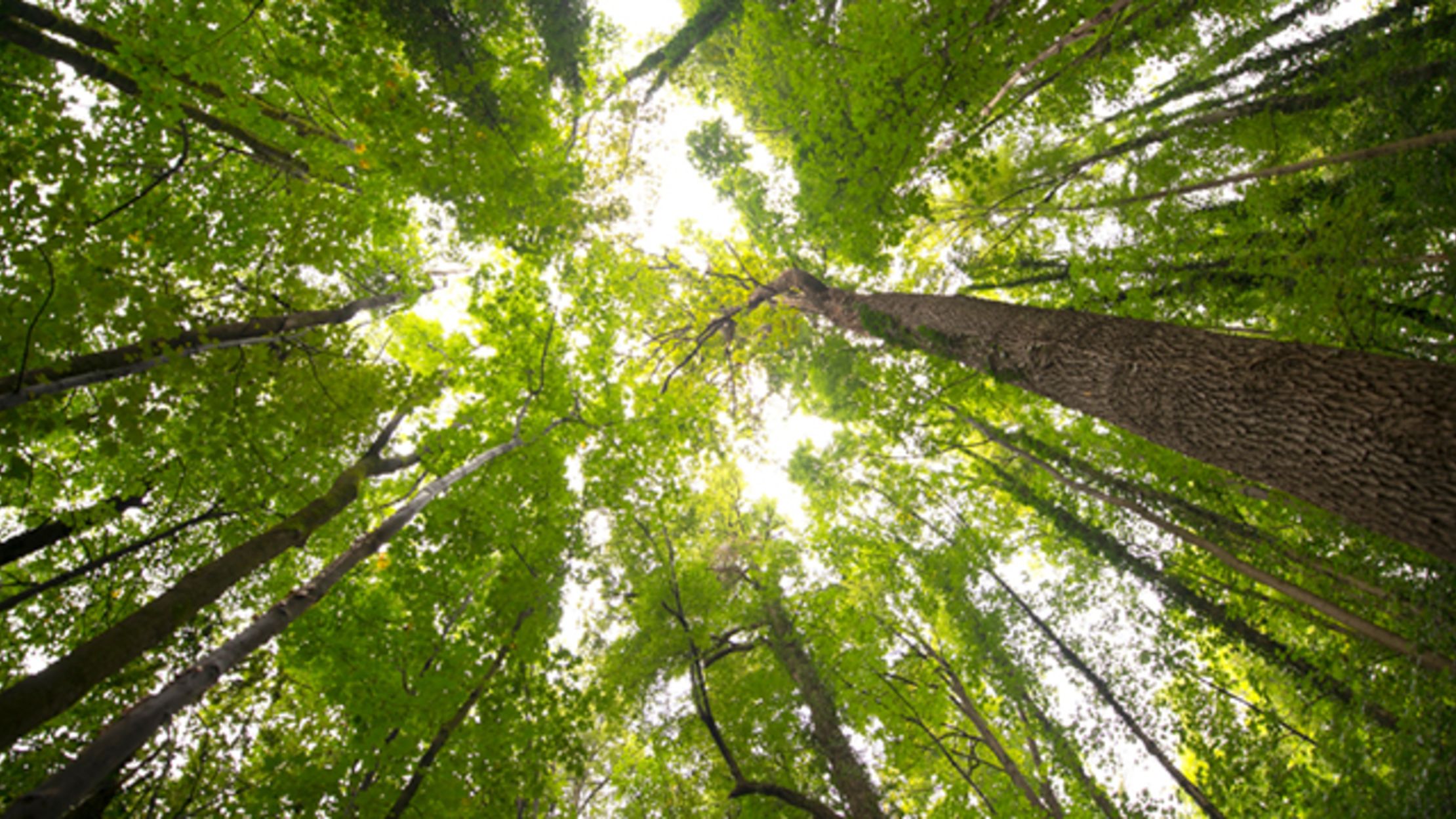 Seeing Trees Can Make You Feel Healthier | Mental Floss