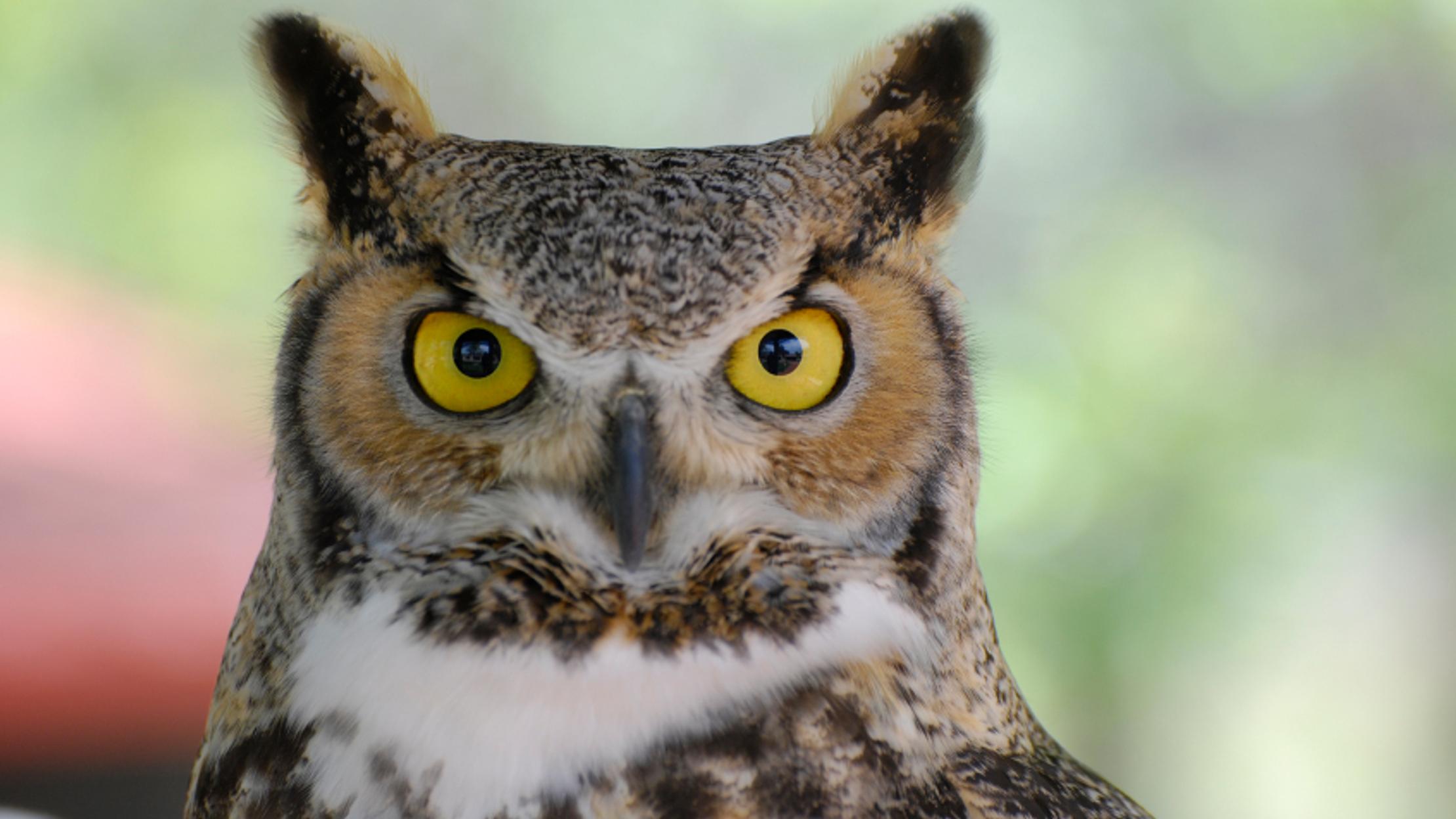15 Surprising Words That Are Probably Onomatopoeic Mental Floss 15-surprising-words-that-are-probably-onomatopoeic-mental-floss