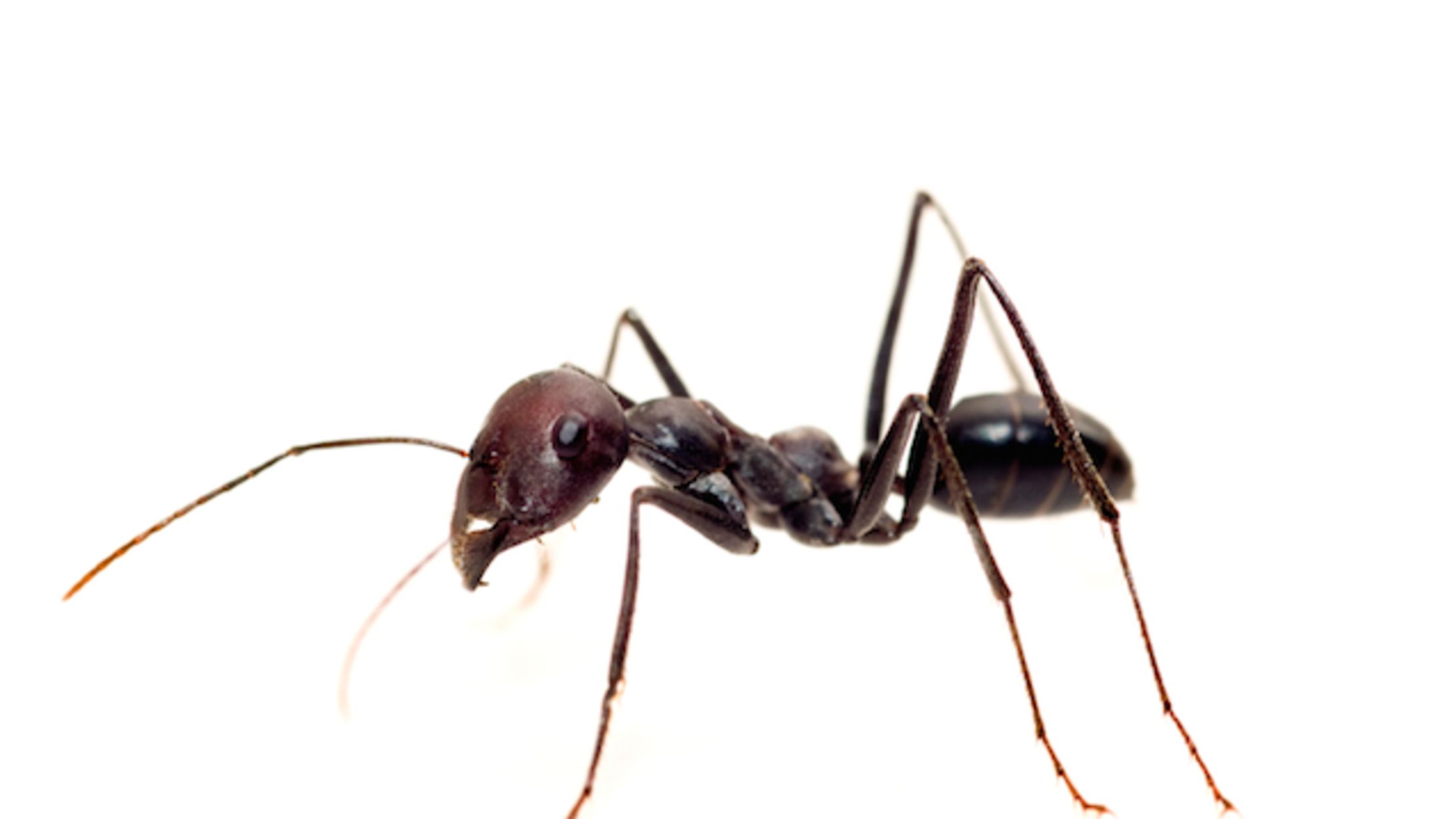 Study Indicates Ants May Feel Self-Doubt | Mental Floss