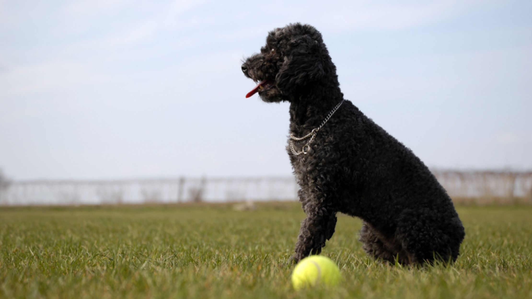 10 Fancy Facts About Poodles | Mental Floss