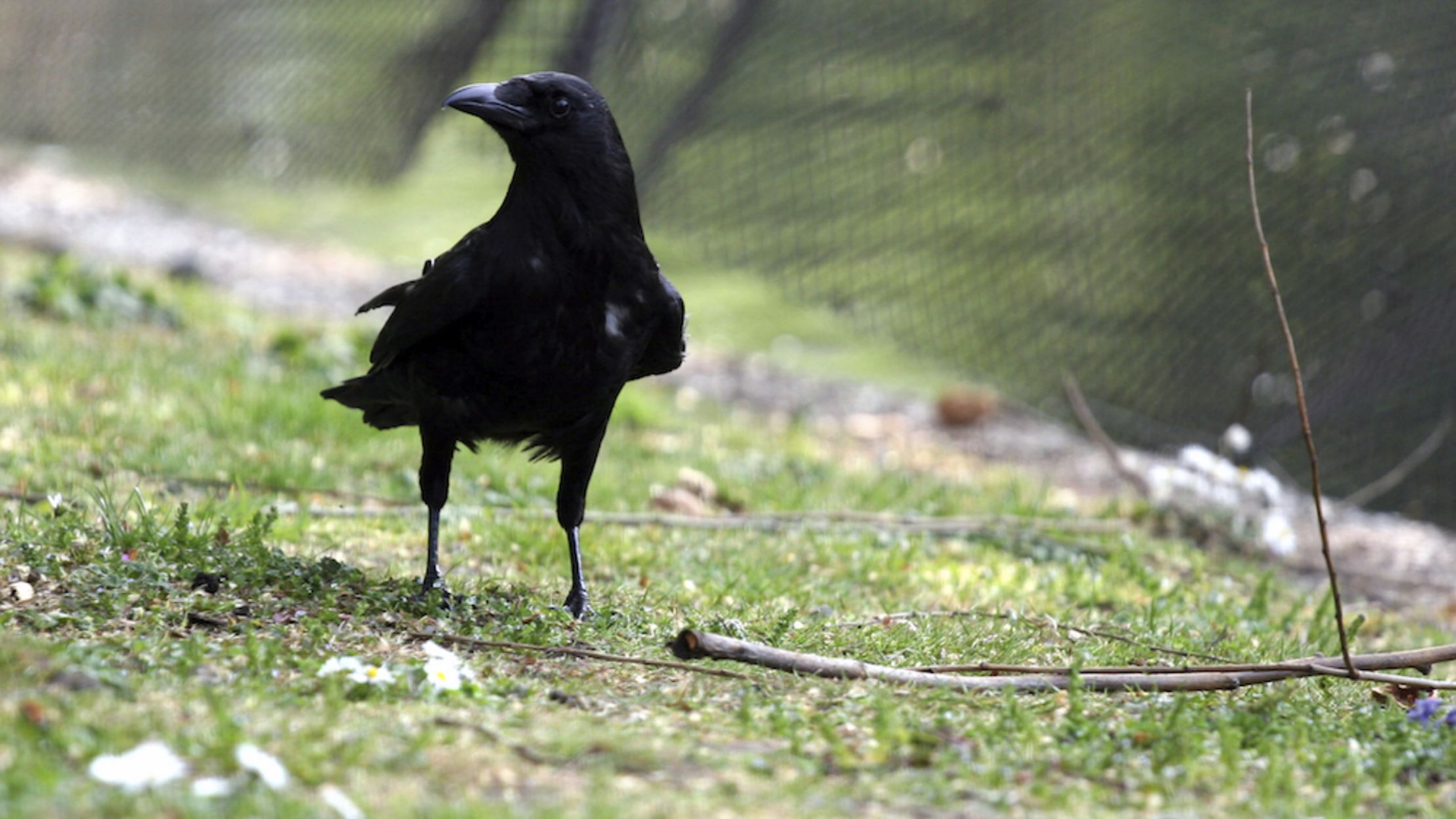 Crows Take Care of Their Tools | Mental Floss