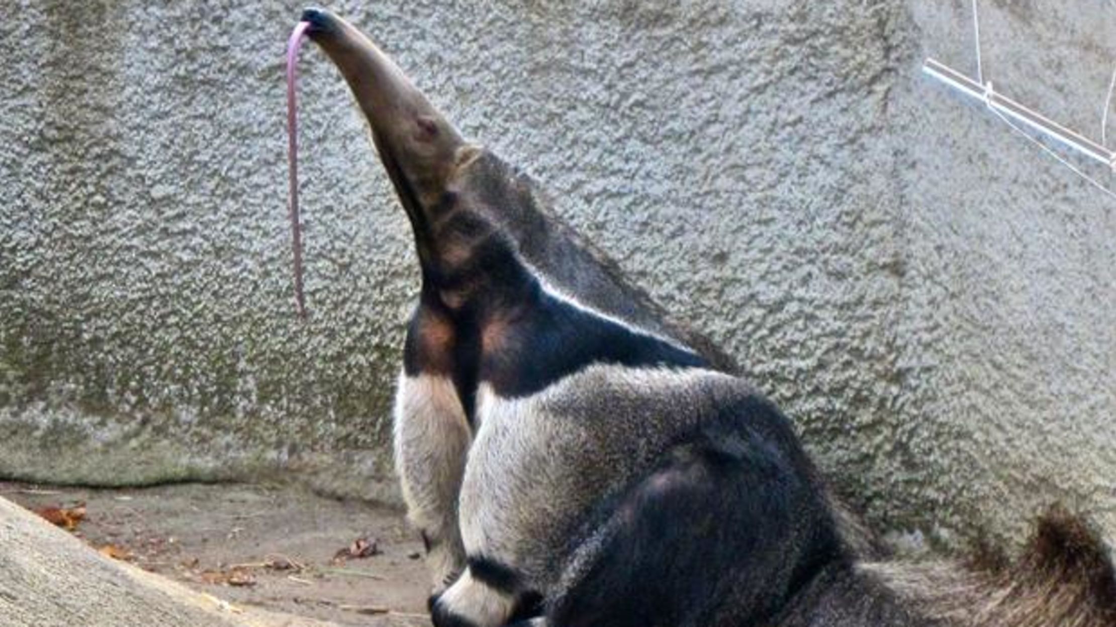15 Majestic Facts About the Anteater | Mental Floss