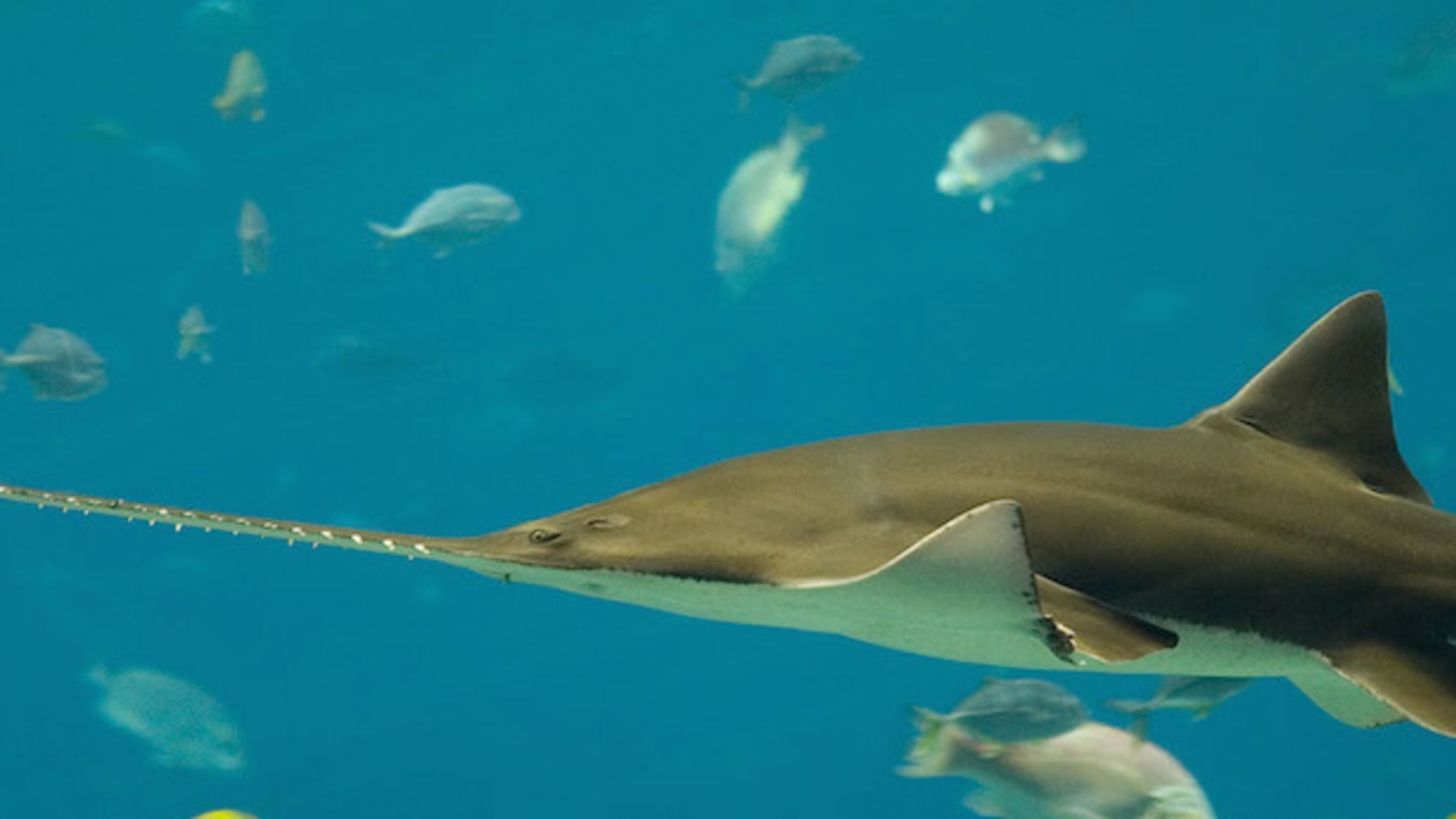 Endangered Sawfish Reproduce Through "Virgin Birth" | Mental Floss