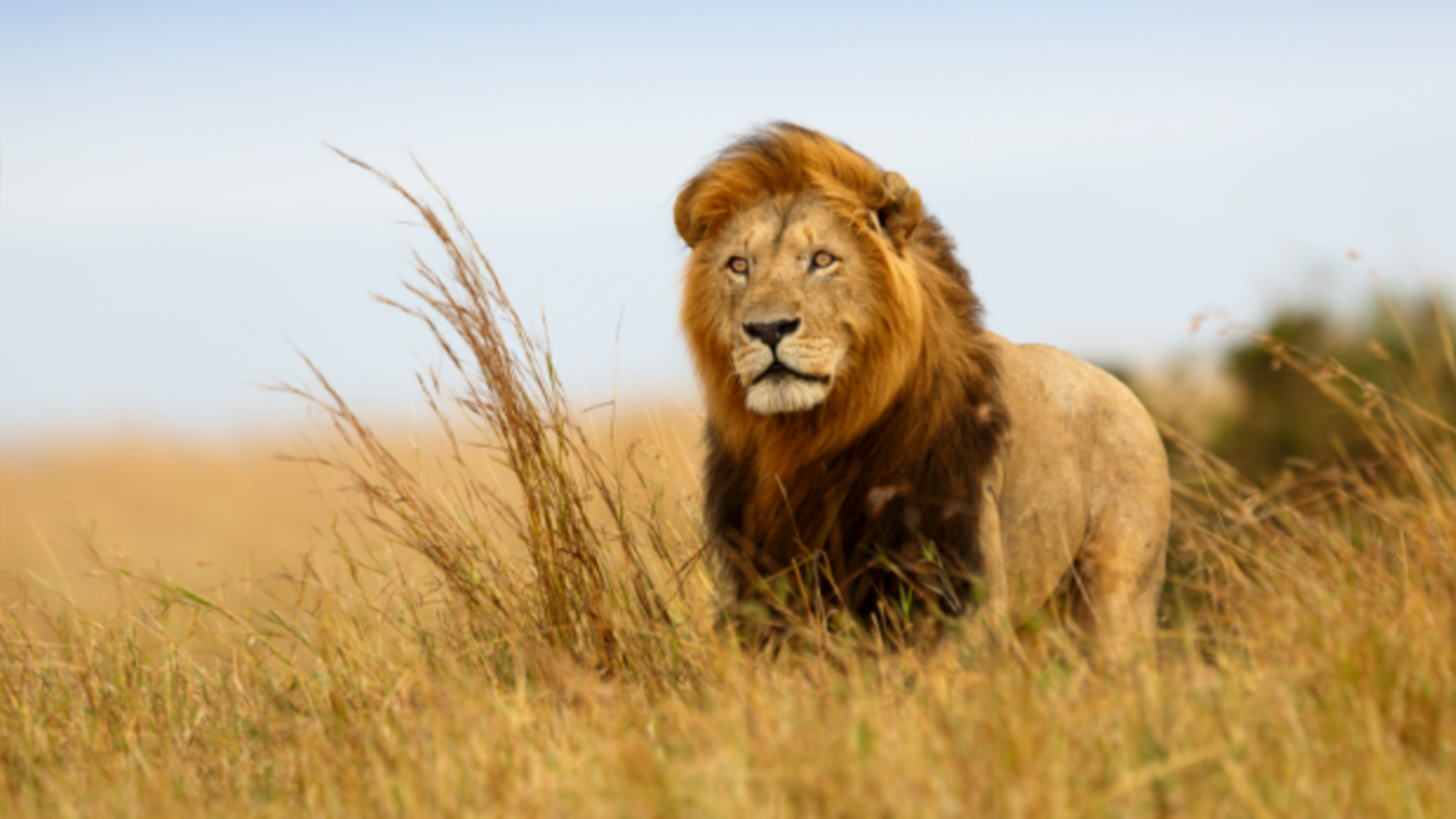 Are Lions Actually Brave? | Mental Floss