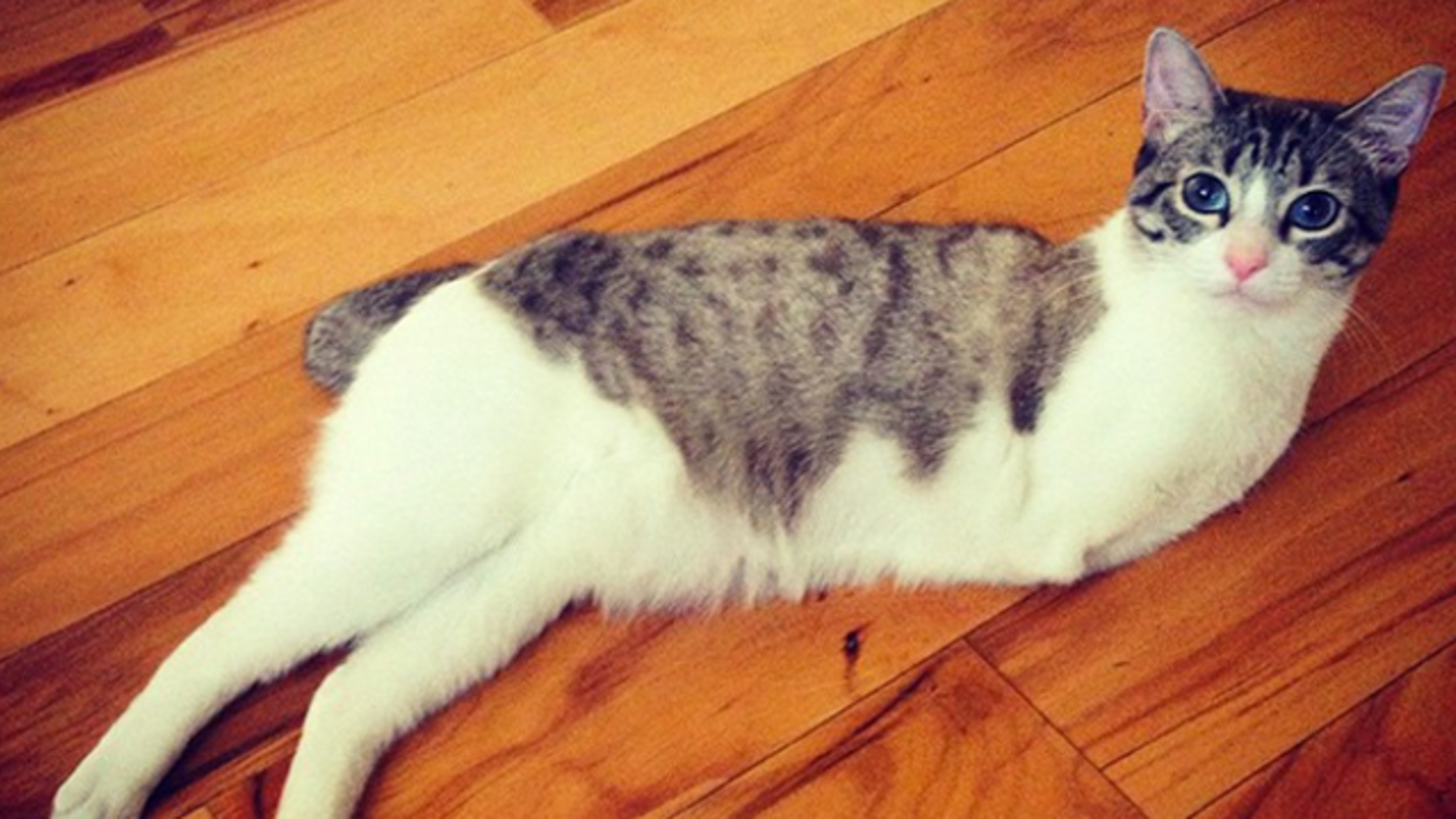Meet Instagram's Favorite Two-Legged Cat | Mental Floss