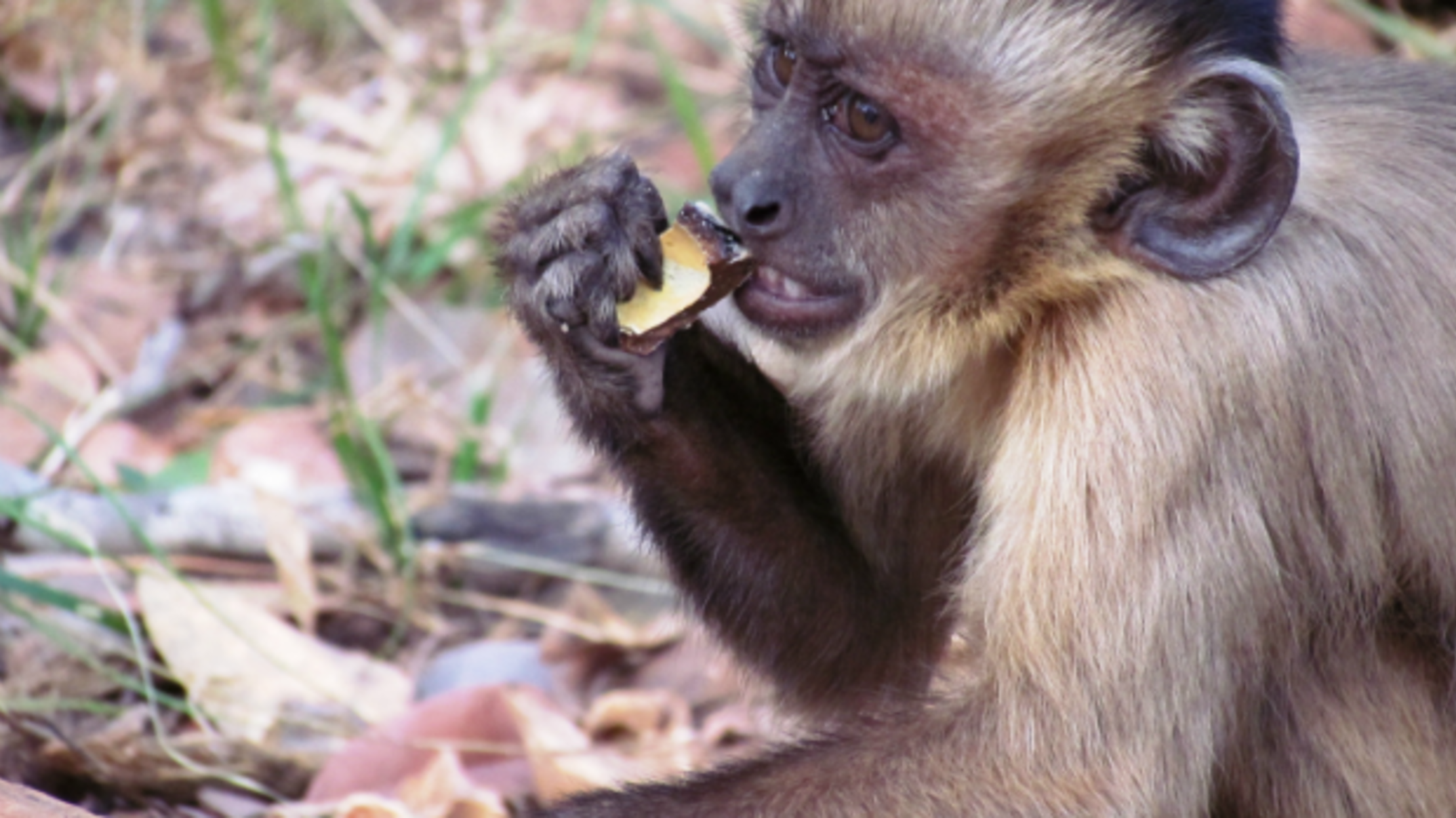 These Monkeys Wield Makeshift Hammers And Anvils | Mental Floss