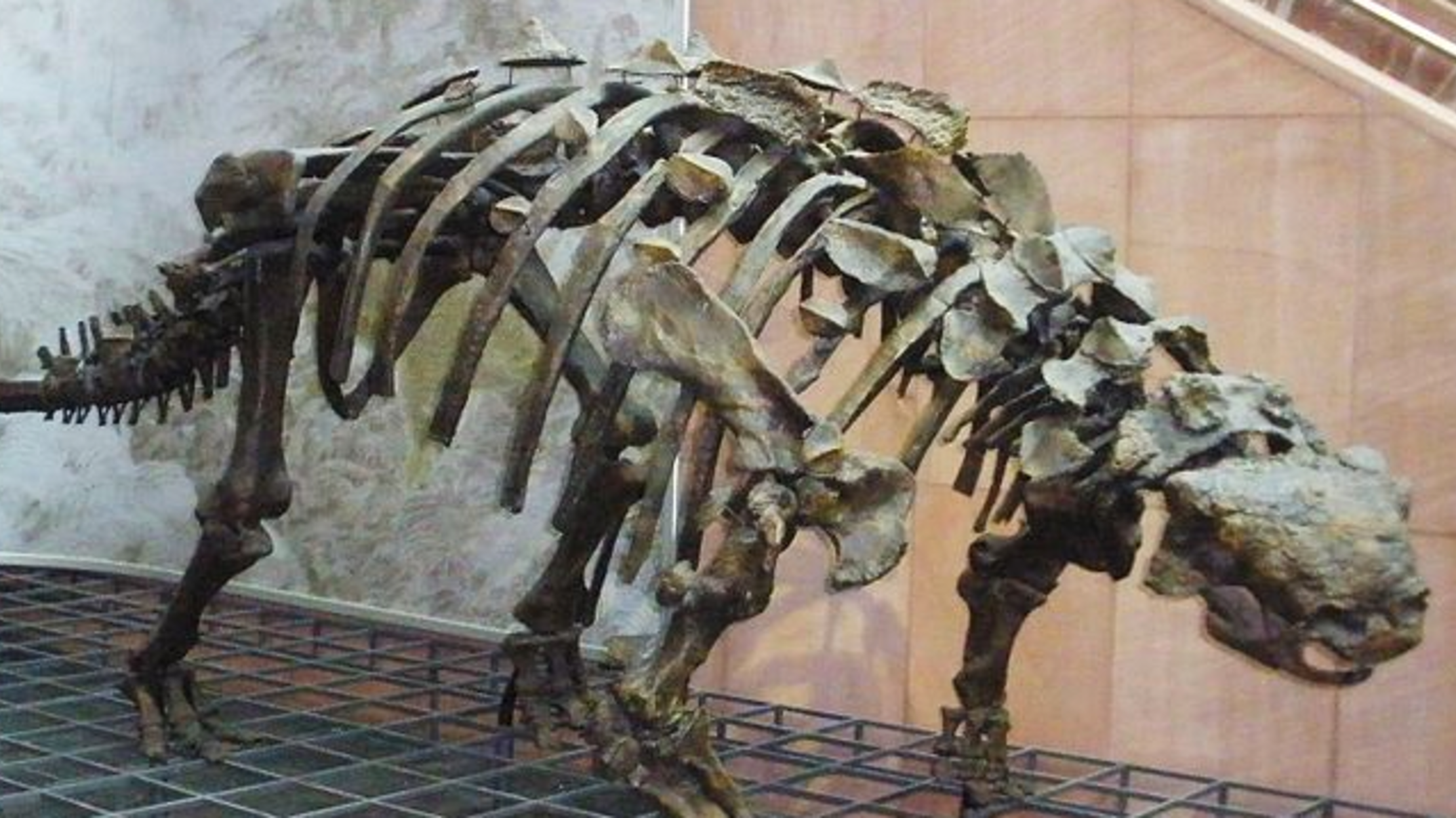 10 Hardy Facts About Euoplocephalus | Mental Floss