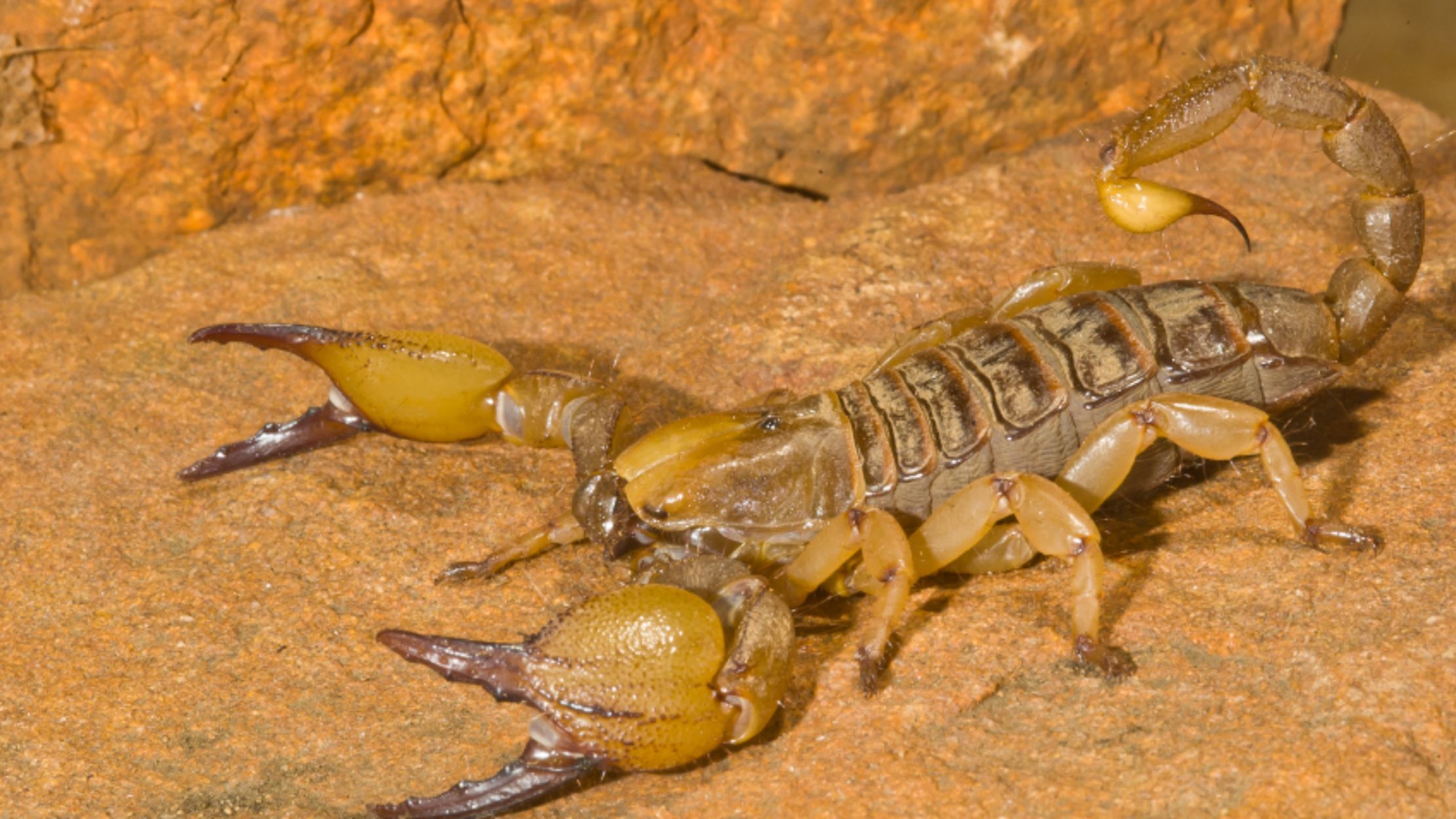 A Toxic Tale: This Scorpion Can Make Two Kinds of Venom | Mental Floss