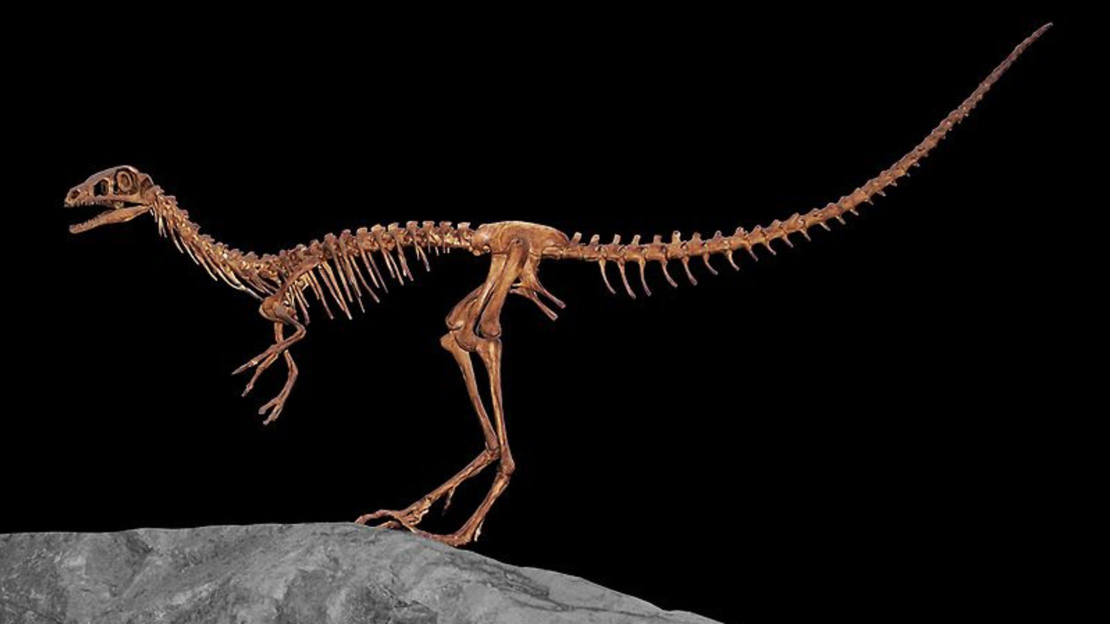 10 Elegant Facts About Compsognathus | Mental Floss