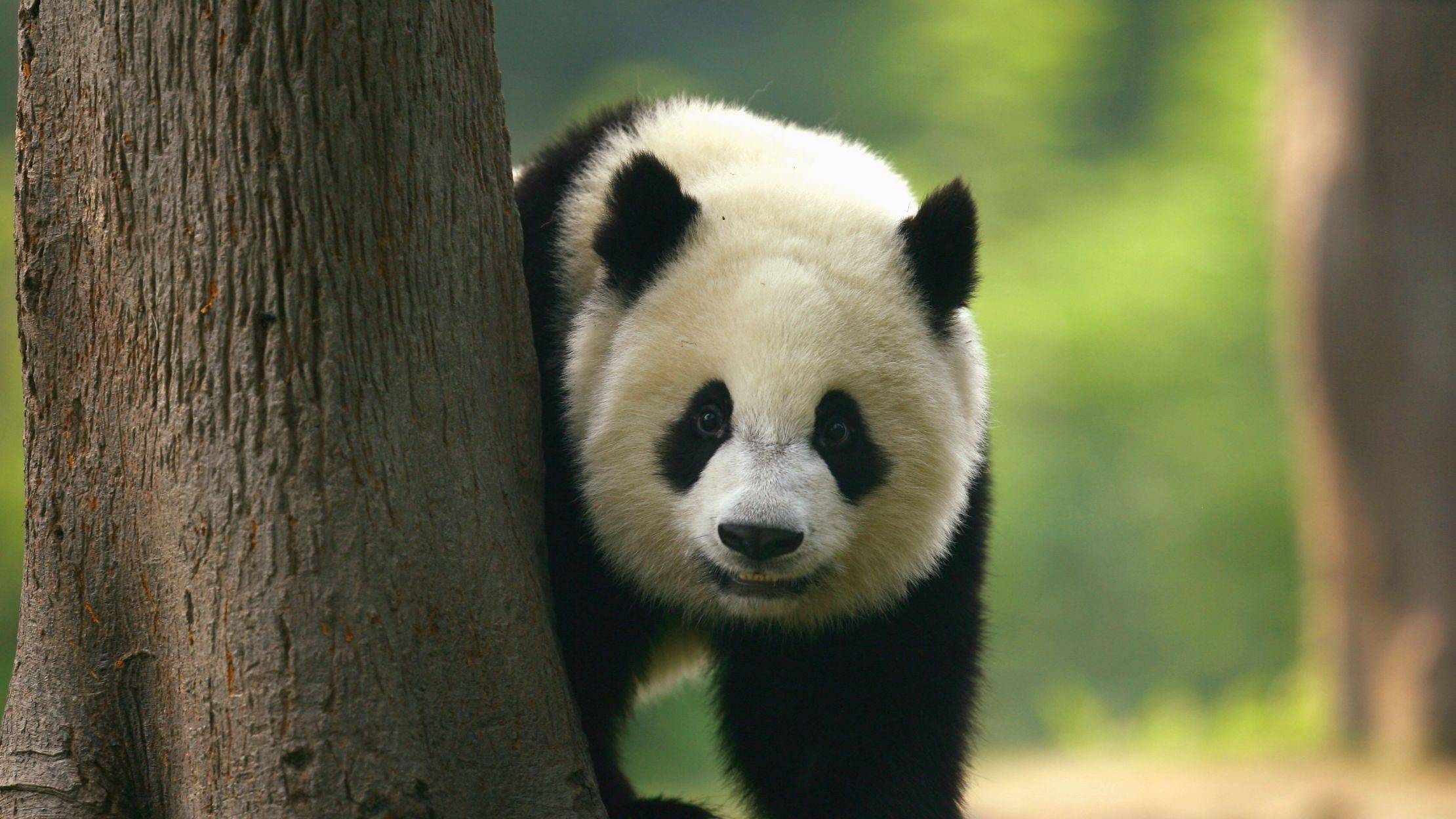 Morning Cup of Links: The Wild Panda Population | Mental Floss