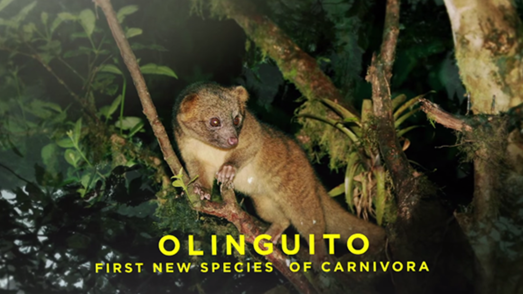 How the Olinguito Became Recognized as a New Species | Mental Floss