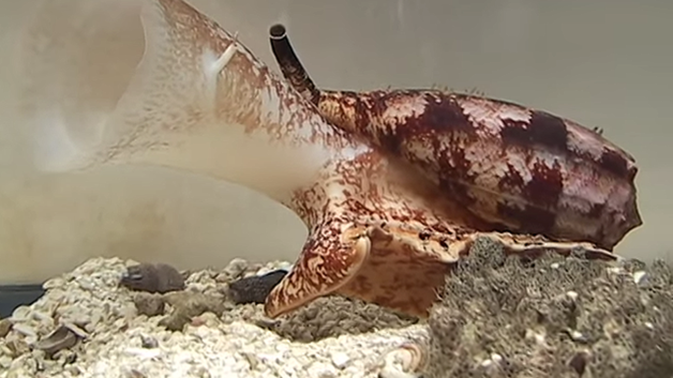 Killer Snail Hunts With Weaponized Insulin Mental Floss