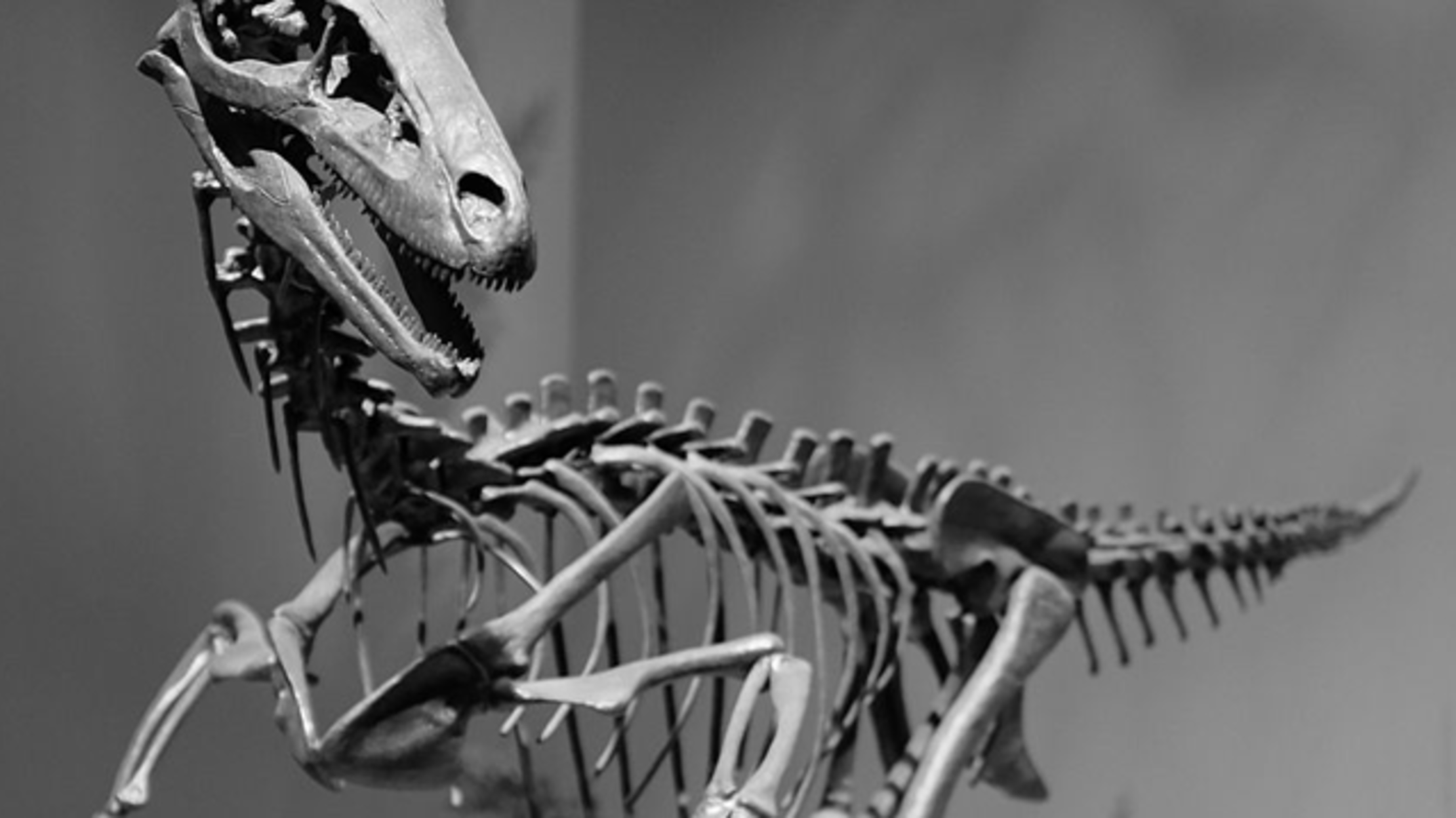 10 Brainy Facts About Troodon | Mental Floss
