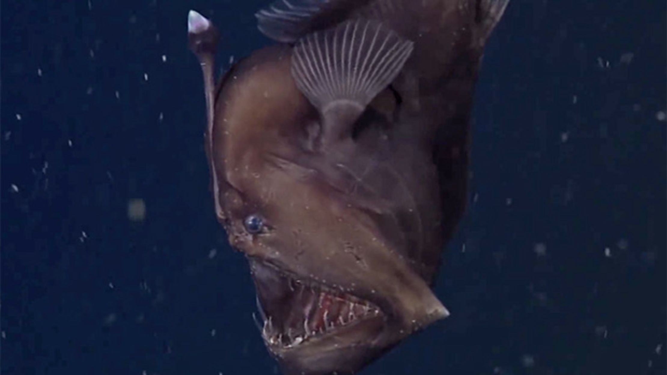Anglerfish