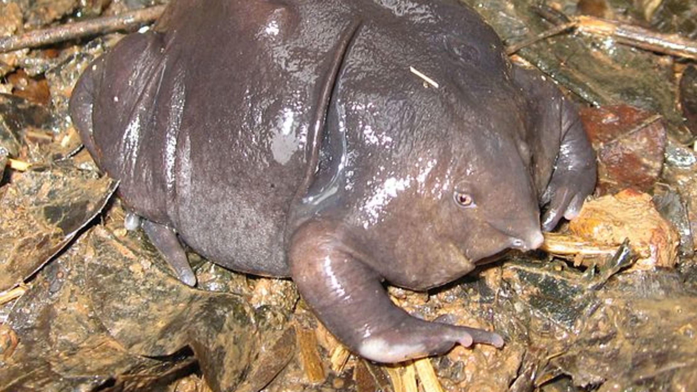 5 Weird Looking But Fascinating Frogs Mental Floss 5-weird-looking-but-fascinating-frogs-mental-floss