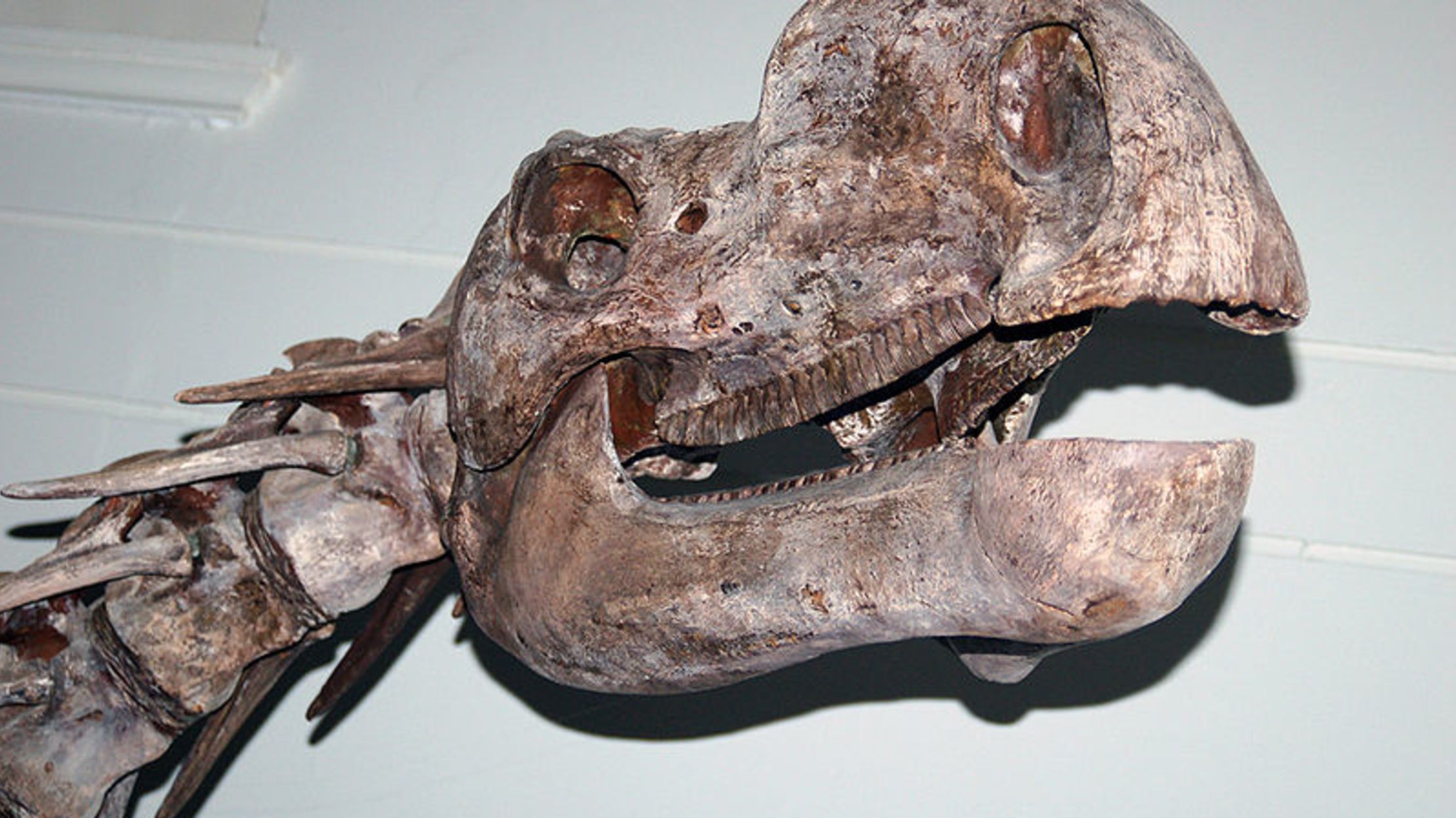 10 Big-Nosed Facts About Muttaburrasaurus | Mental Floss