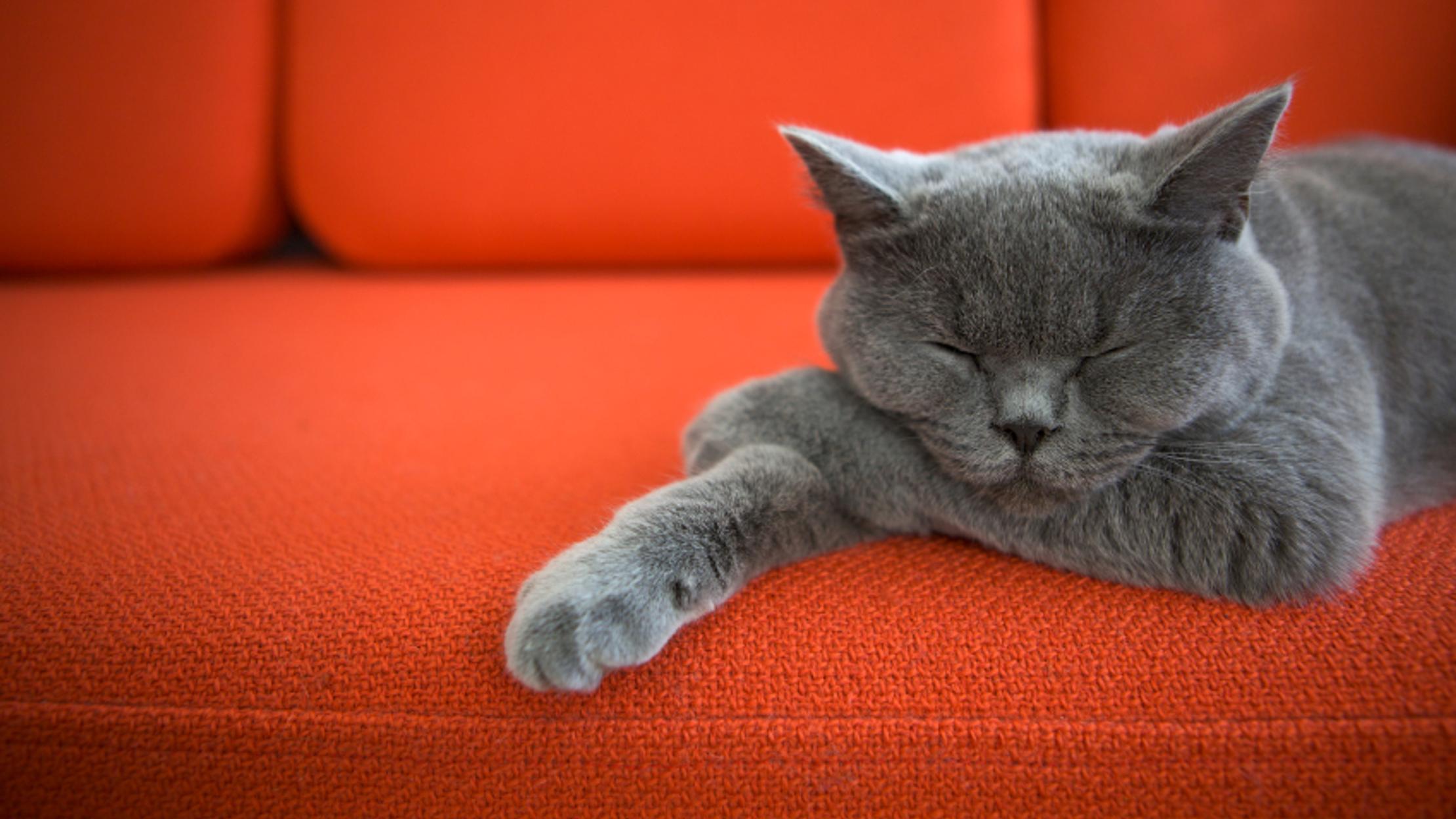 Name The One Syllable Words That Rhyme With Cat Mental Floss Name The One Syllable Words That Rhyme With Cat Mental Floss