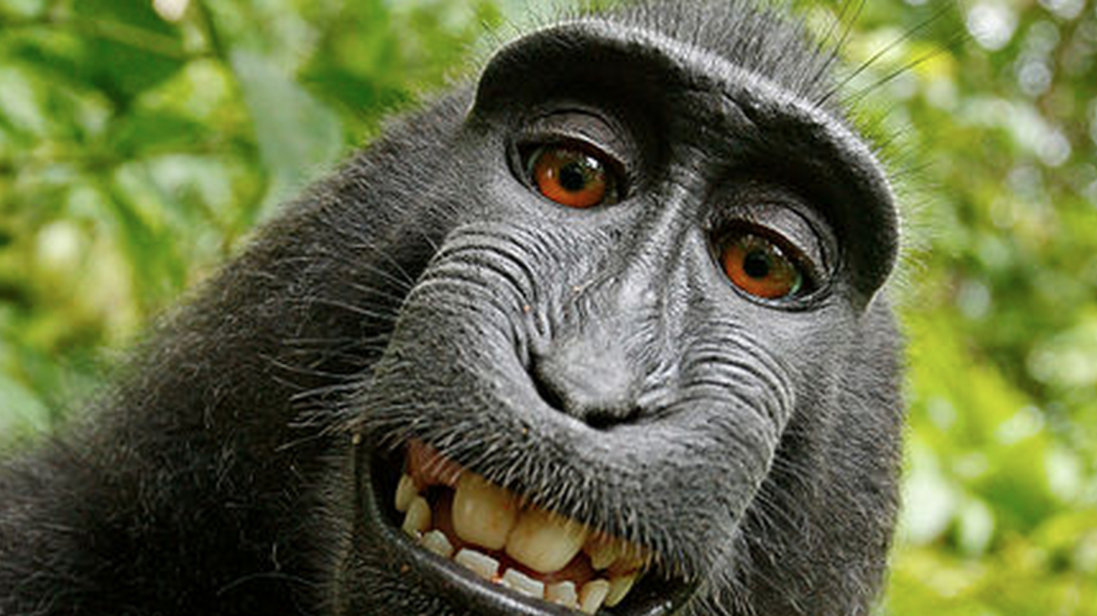 The Missing Links: Give the Monkey Credit | Mental Floss