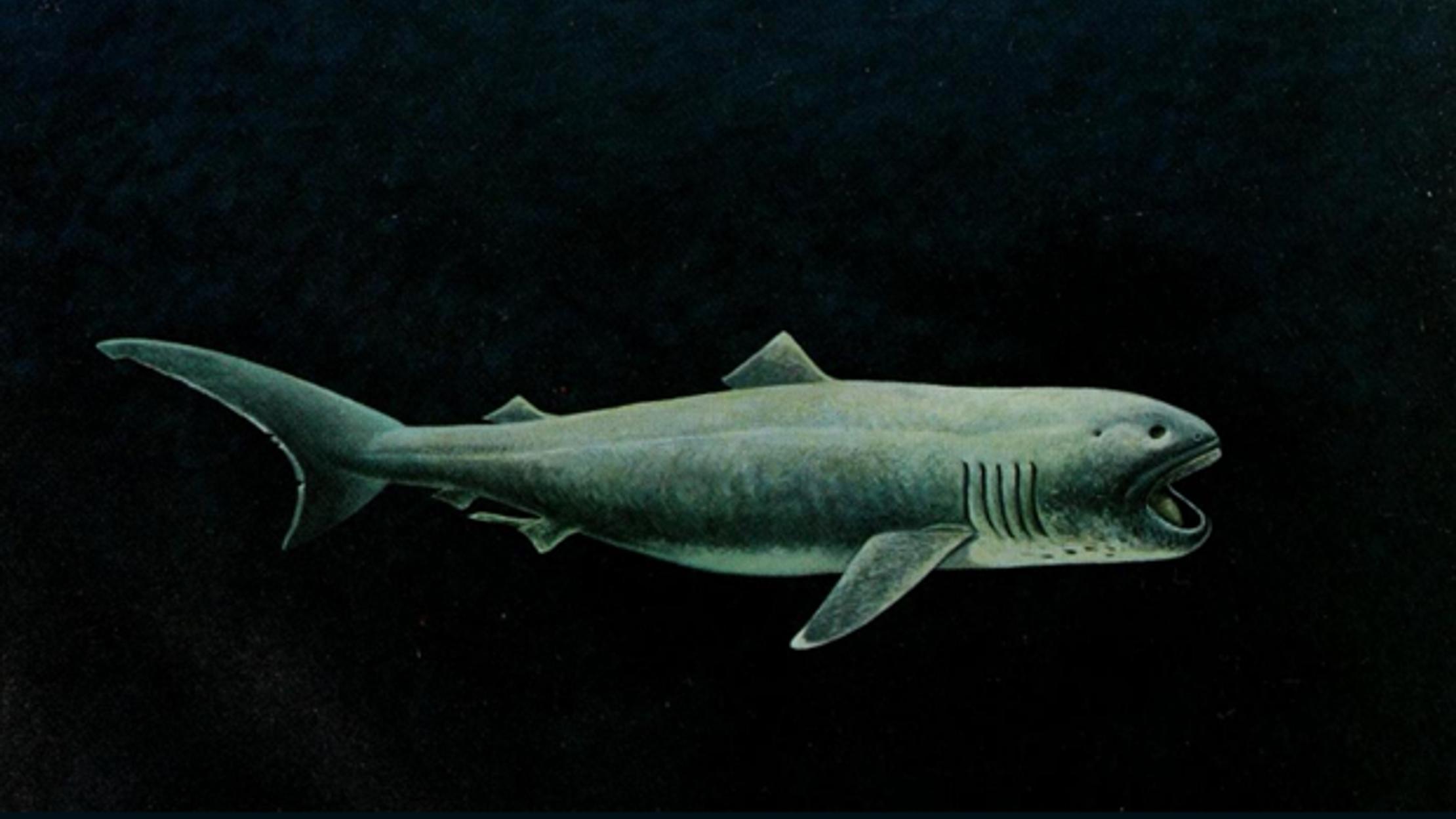 11 Facts About The Megamouth Shark Mental Floss 11 Facts About The Megamouth Shark Mental Floss