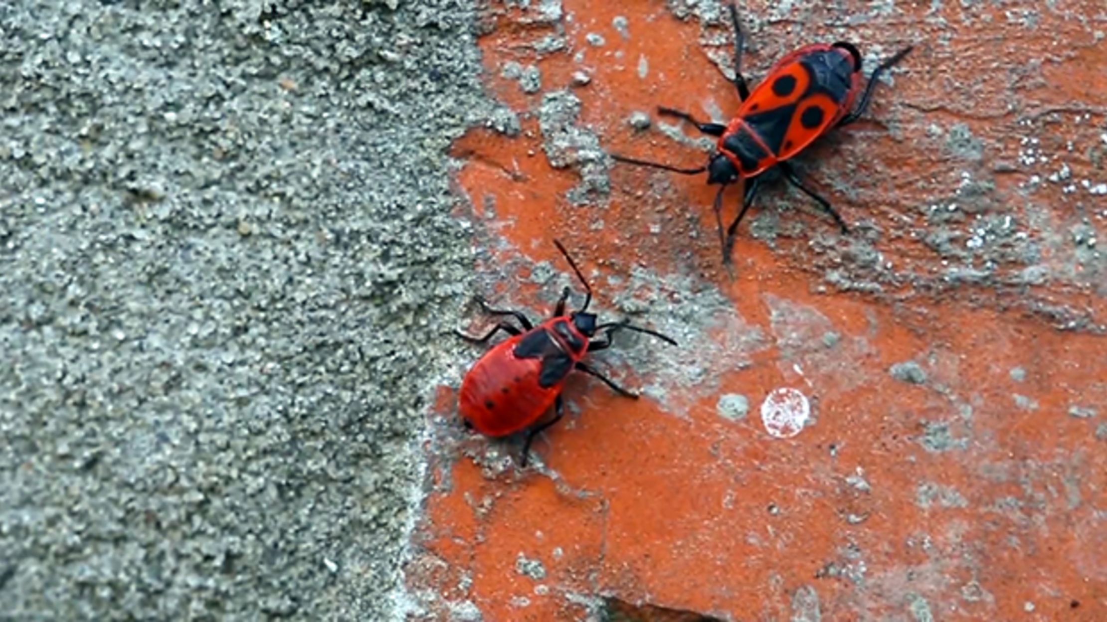 The Animals of Chernobyl | Mental Floss