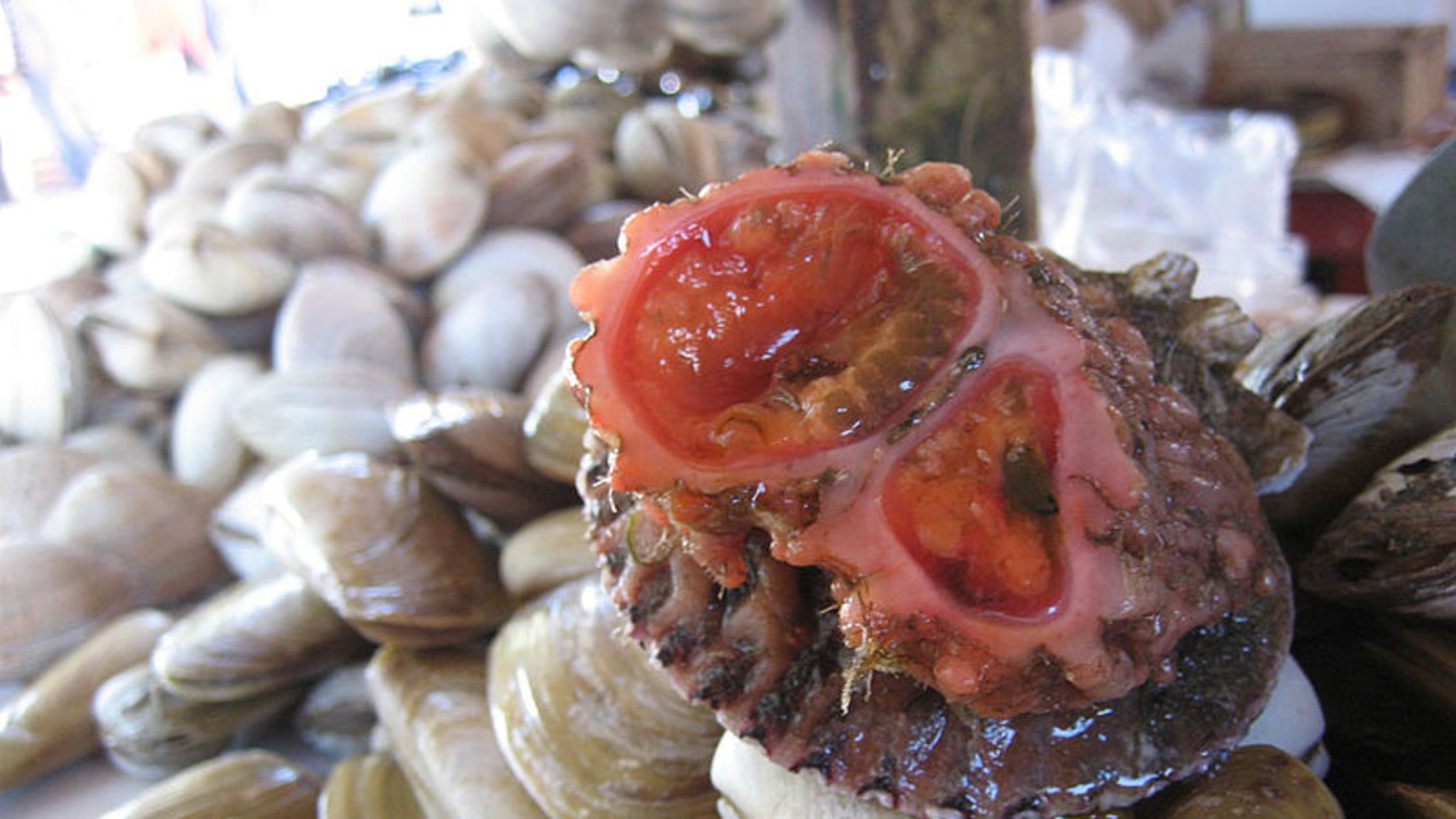 Pyura chilensis: The "Living Rock" | Mental Floss