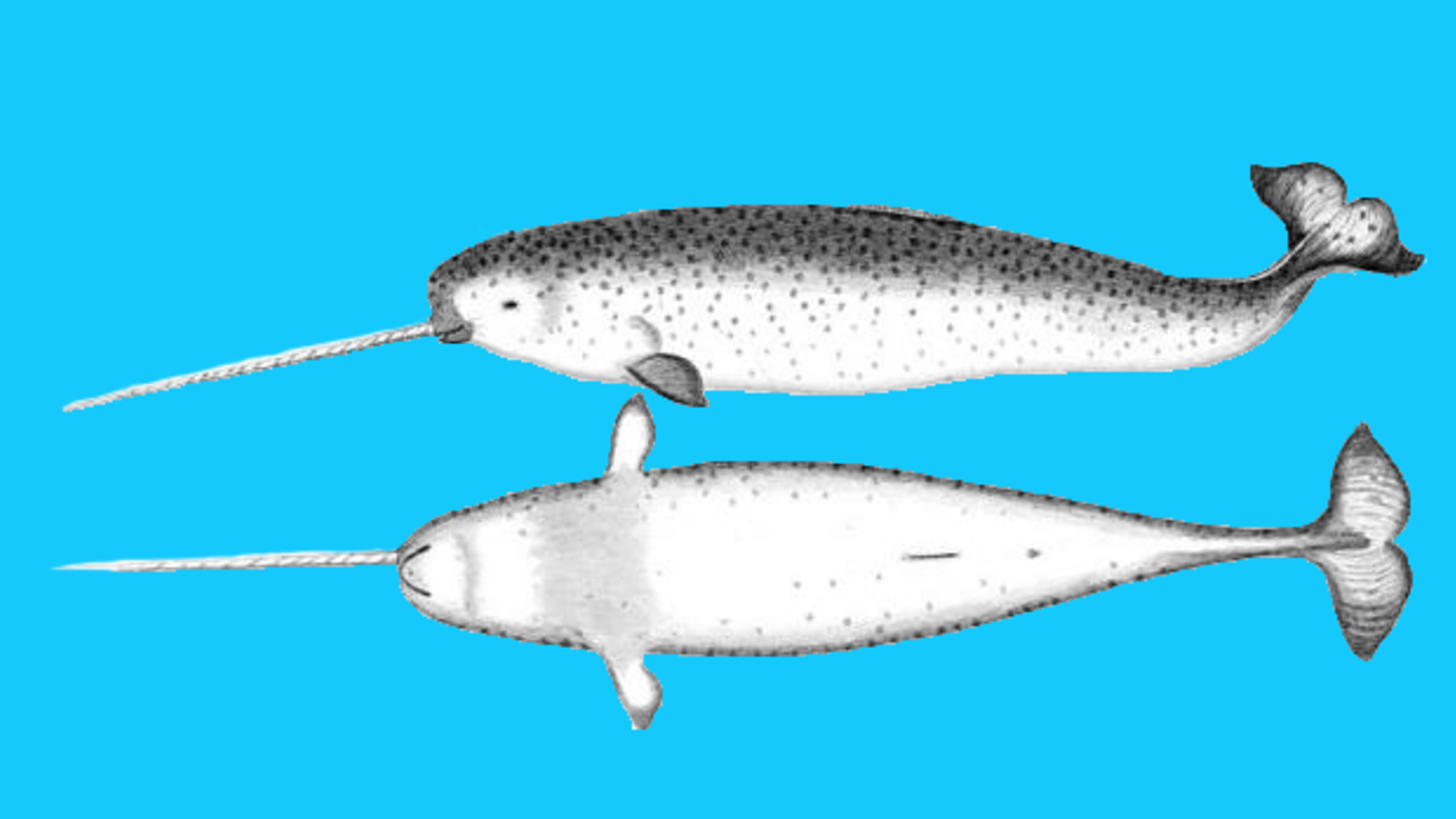 7 Fascinating Facts About Narwhals | Mental Floss 7 Fascinating Facts About Narwhals | Mental Floss
