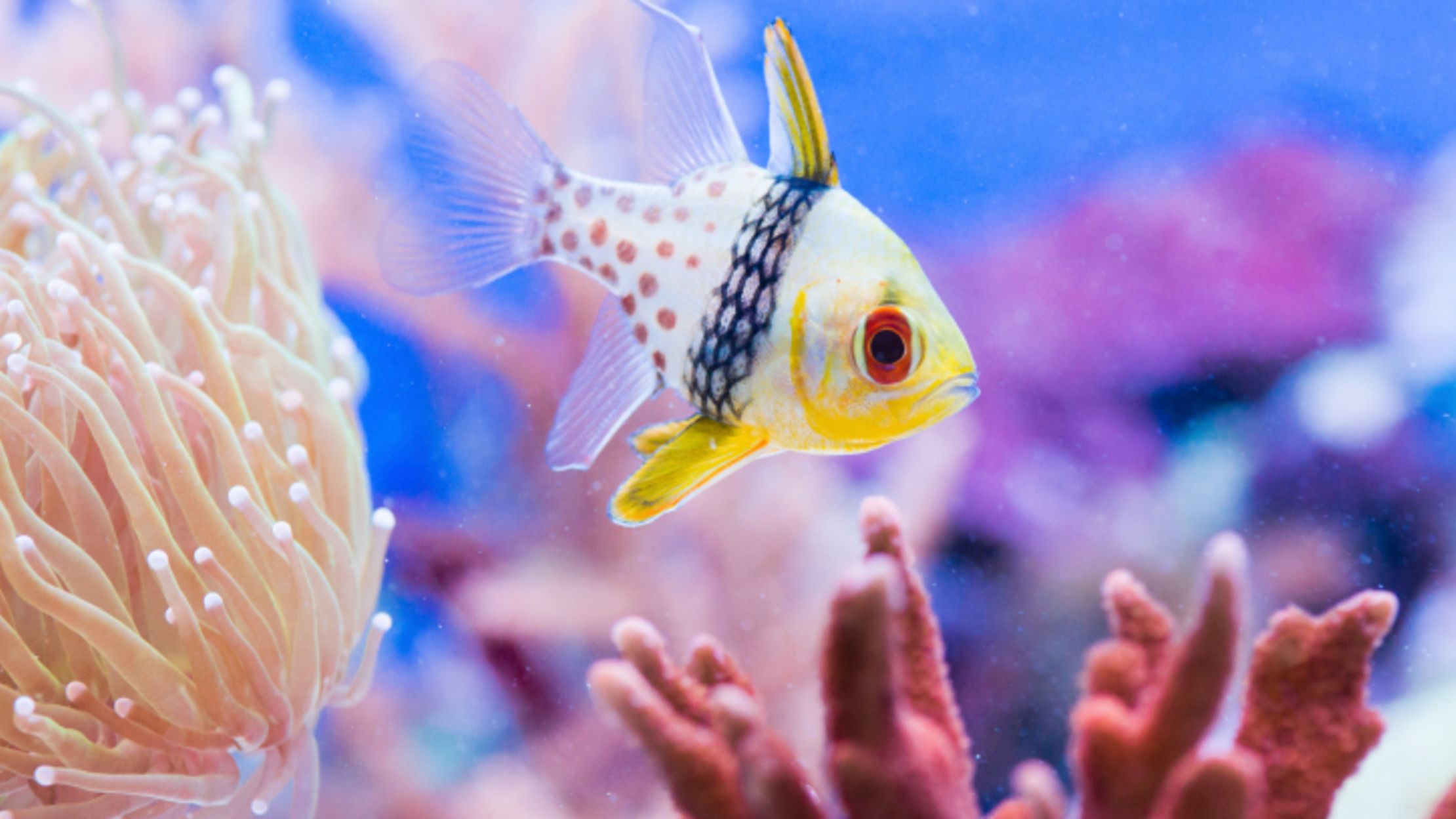 6 Traits Humans Inherited From Fish | Mental Floss