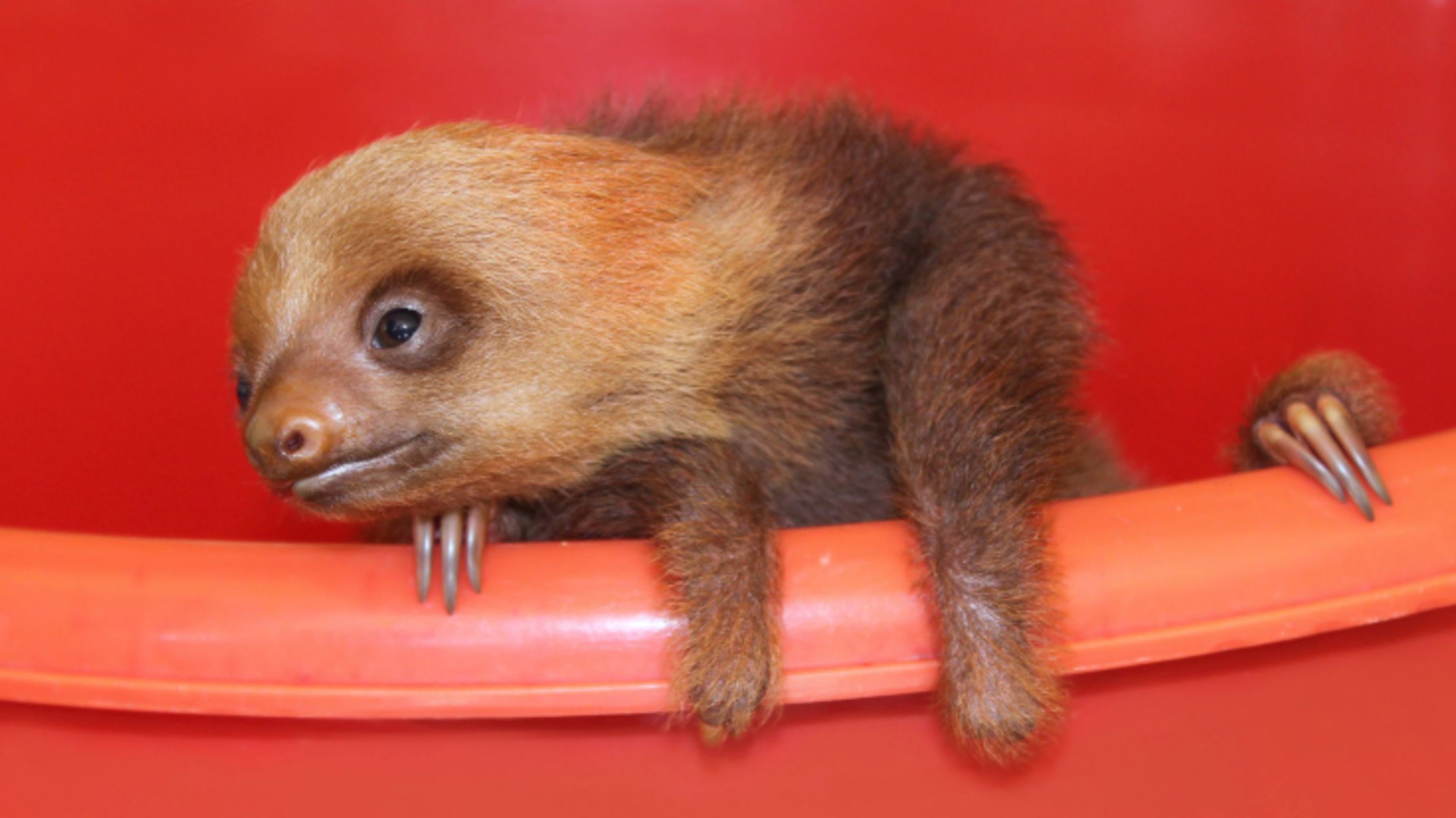 The Mystery of the Sloth Poop | Mental Floss