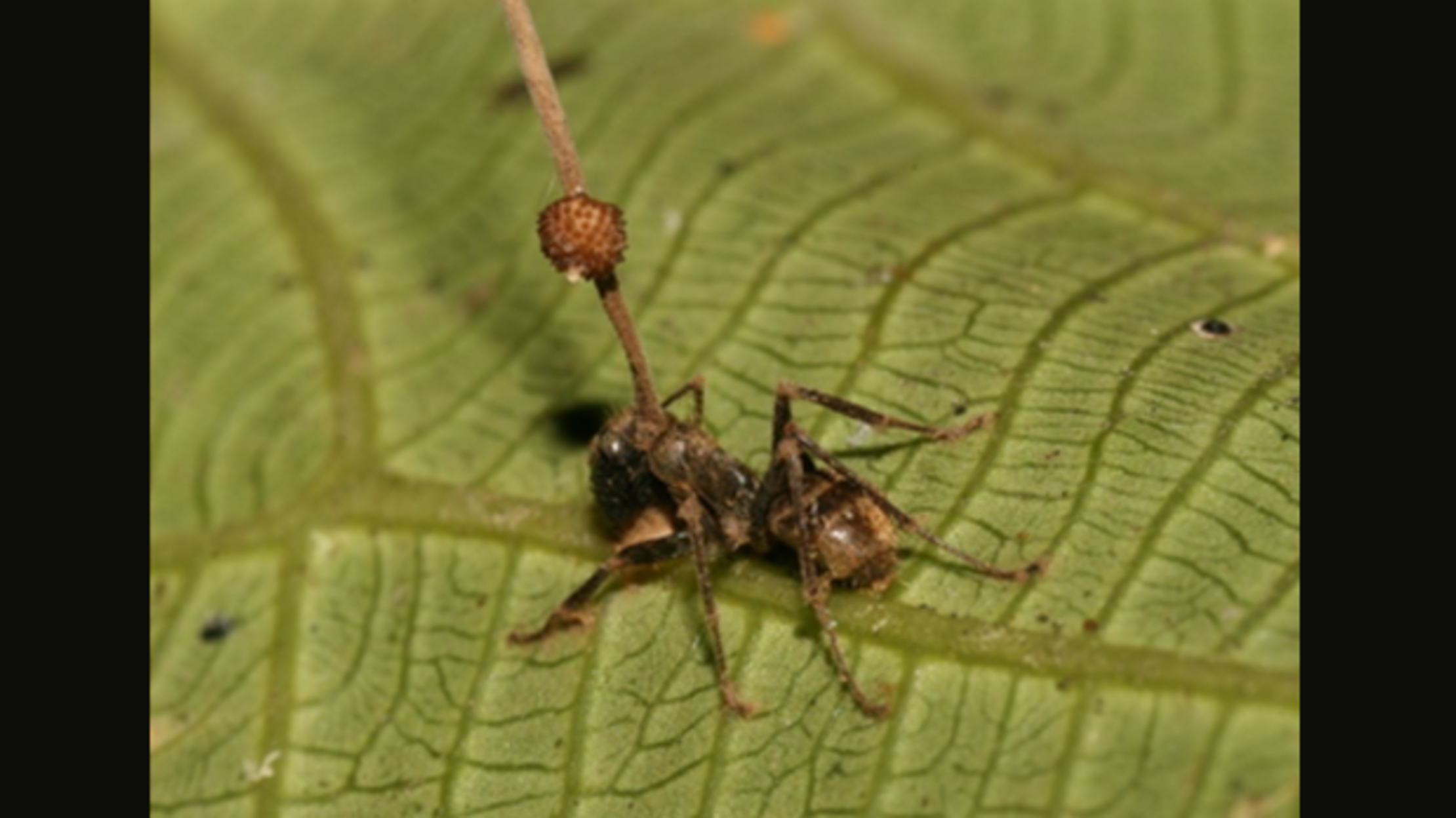 5 Real-Life Zombies | Mental Floss