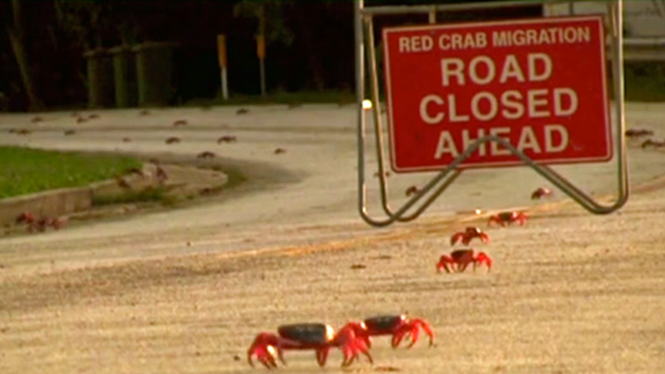 The Great Crab Migration | Mental Floss