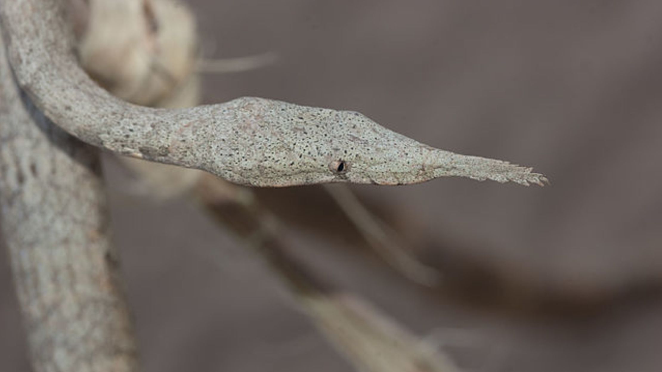 11 Really Weird Snakes | Mental Floss