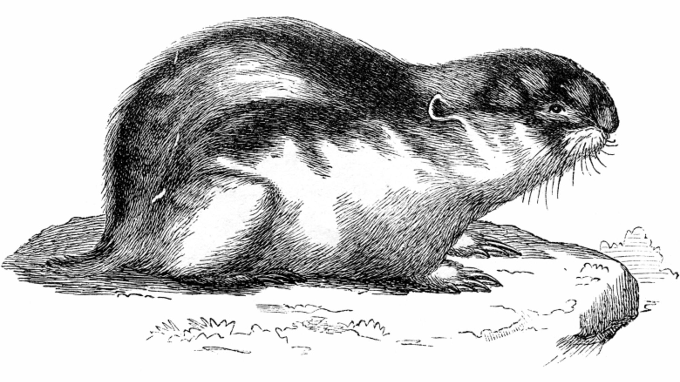 Do Lemmings Really Run Off Cliffs to Their Death? | Mental Floss