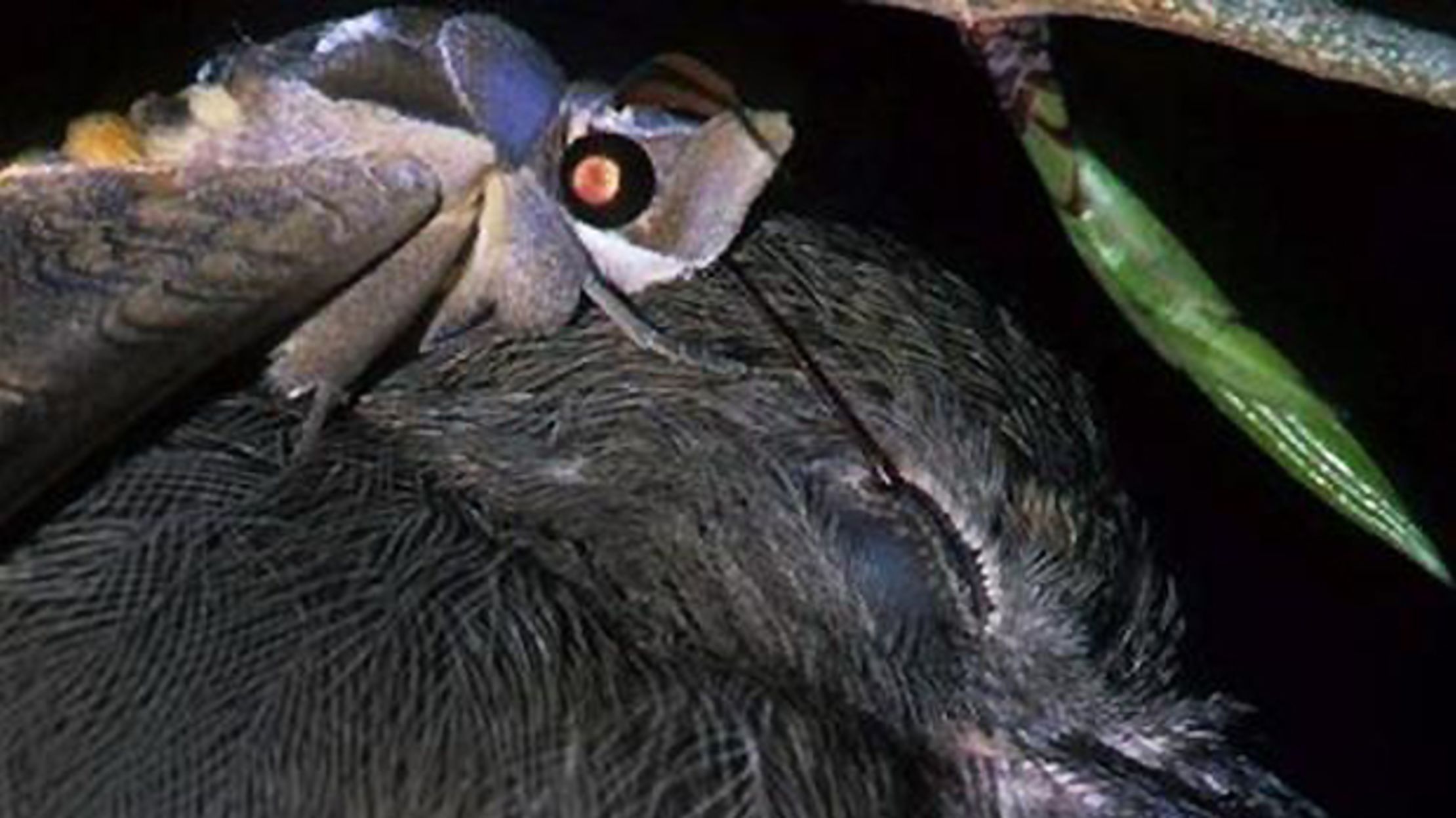 5 Extremely Emo Scientific Phenomena | Mental Floss