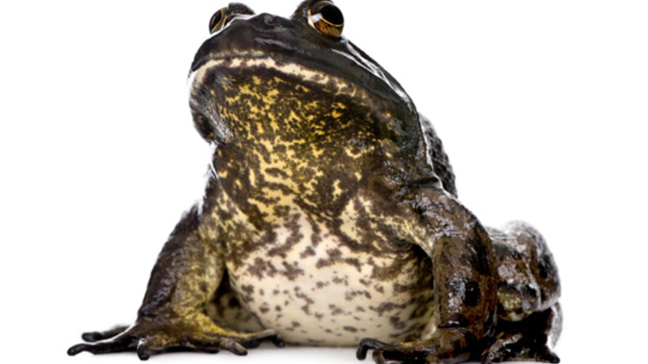 Why Do Students Dissect Frogs Mental Floss Why Do Students Dissect Frogs Mental Floss