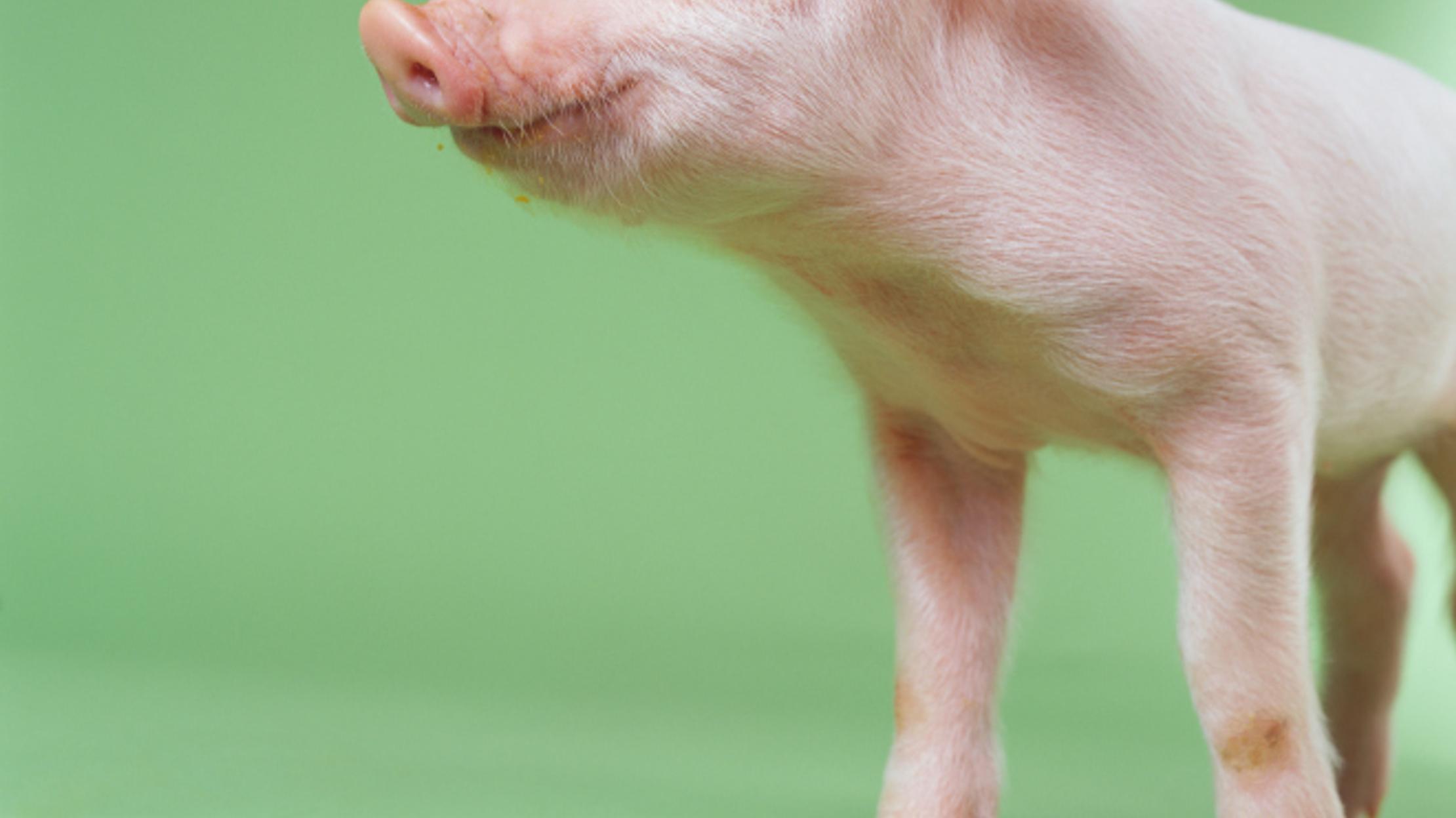 The Pig Latins Of 11 Other Languages Mental Floss The Pig Latins Of 11 Other Languages Mental Floss