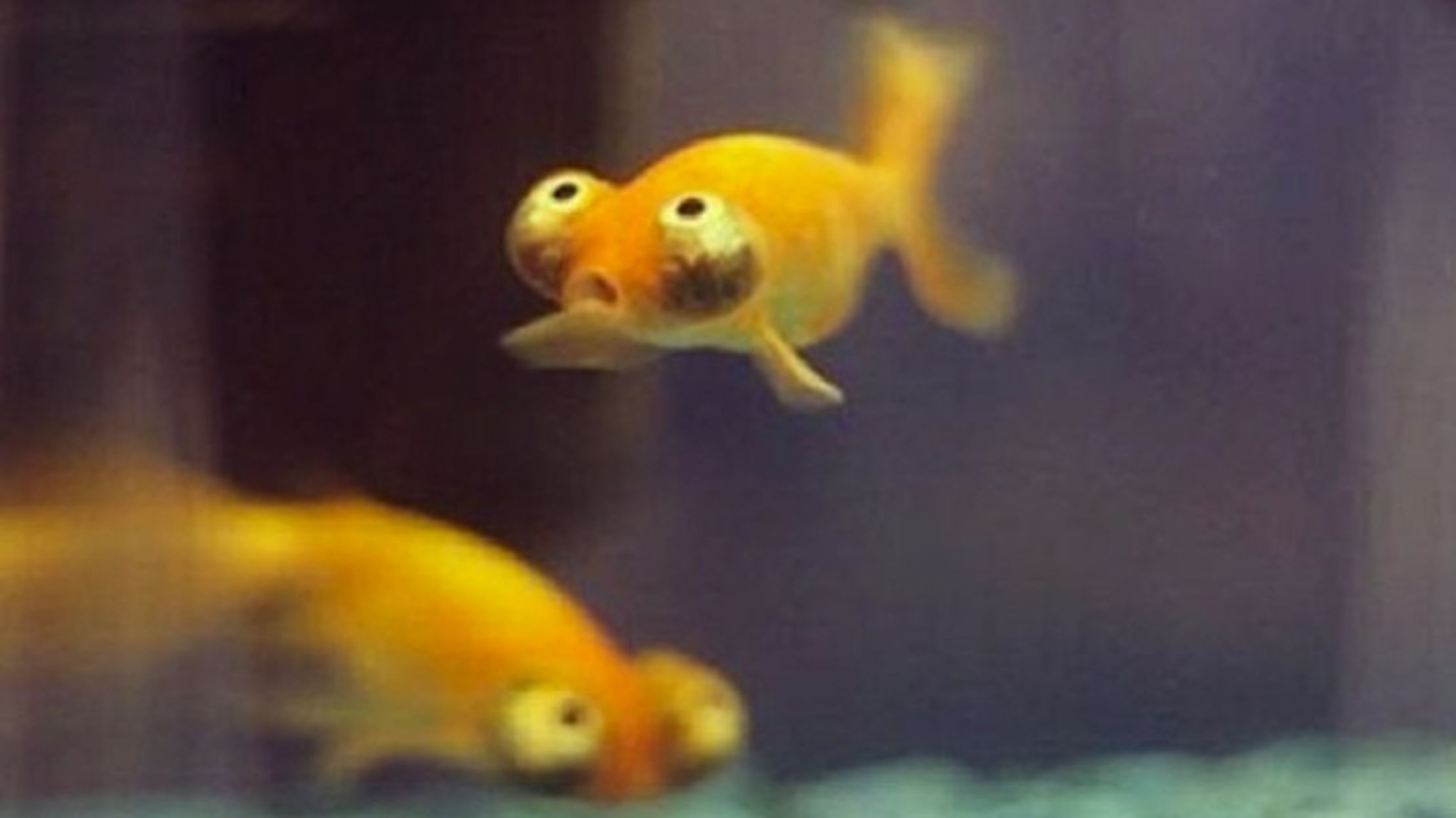 Morning Cup of Links: Funny Fish | Mental Floss