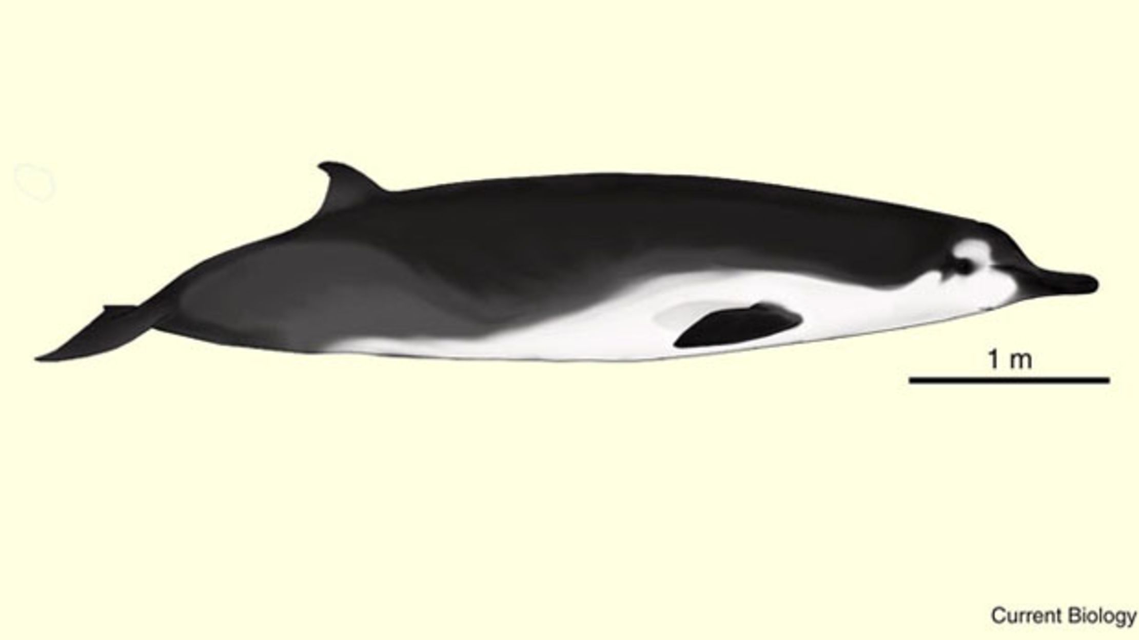 The World's Rarest Whale | Mental Floss