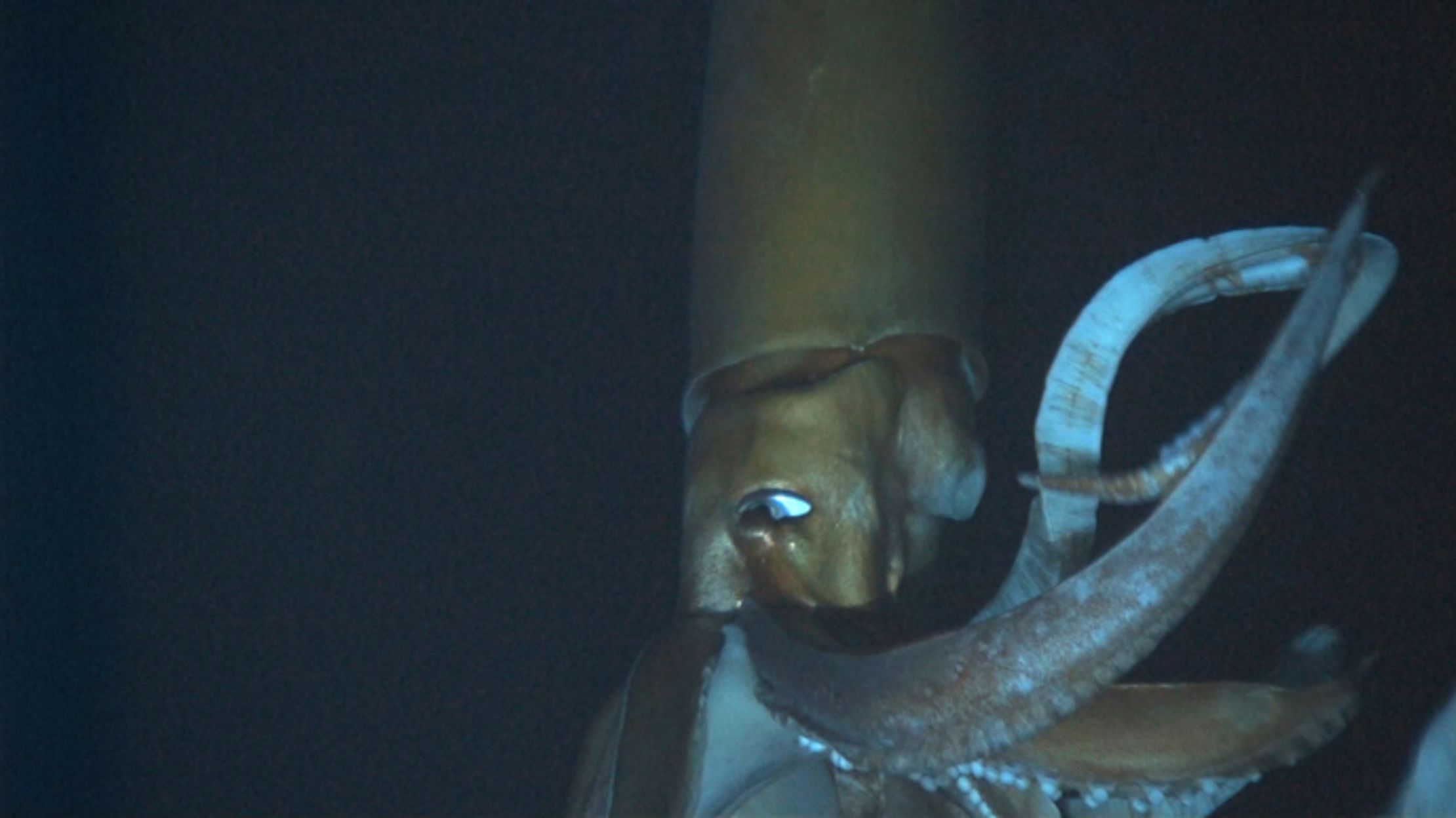How Scientists Captured the First-Ever Video of a Giant Squid | Mental ... How Scientists Captured the First-Ever Video of a Giant Squid | Mental ...