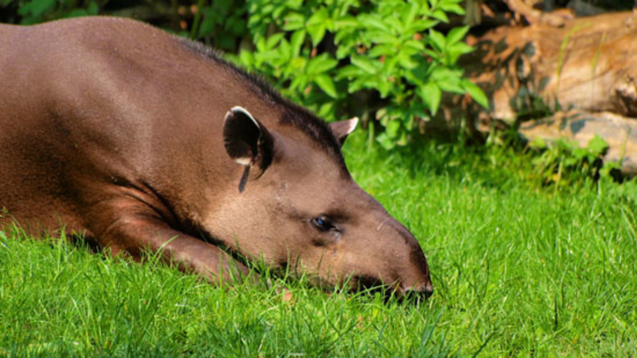 6 Extremely Rare National Animals Mental Floss 6-extremely-rare-national-animals-mental-floss