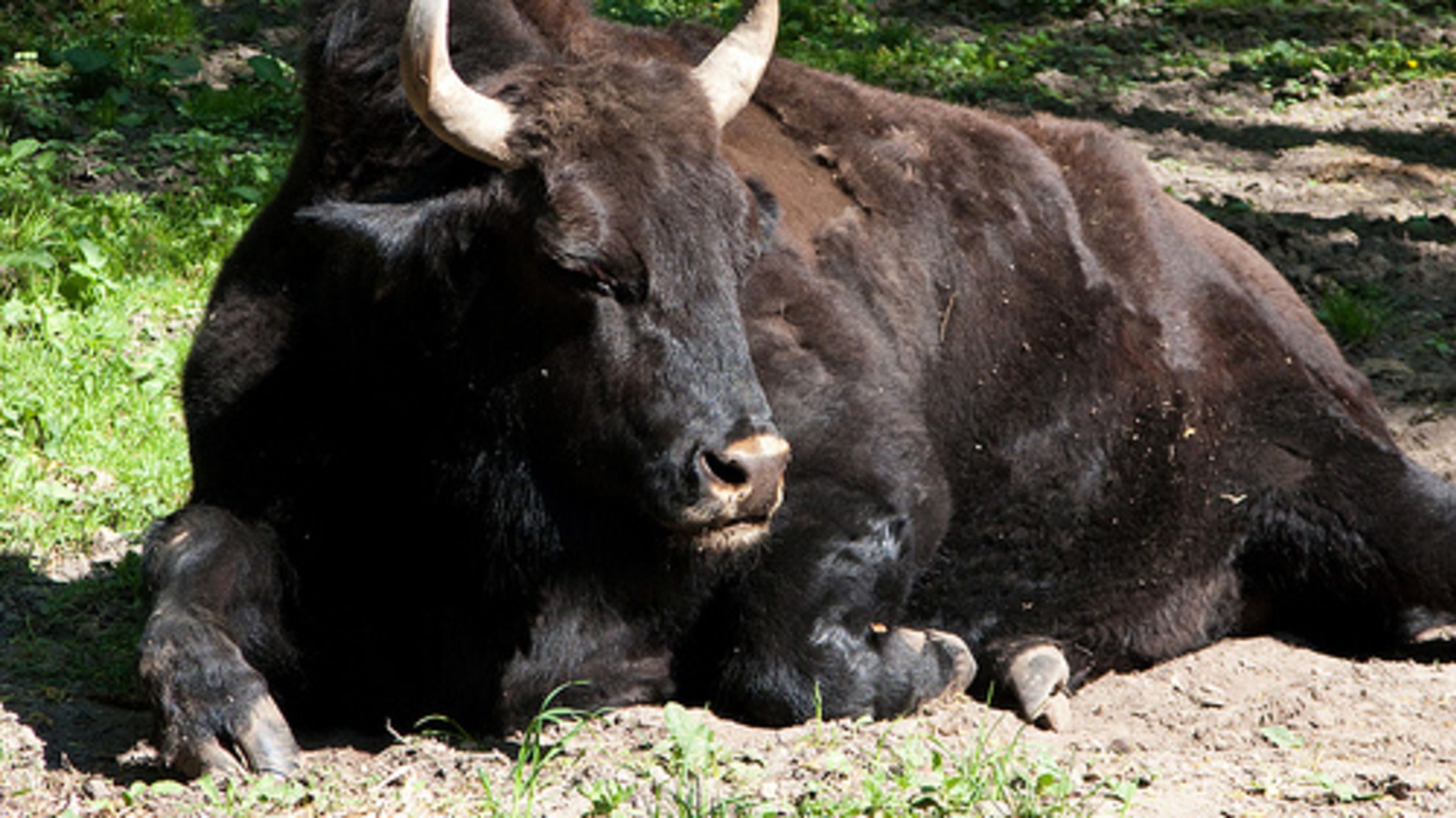 Animal Husbandry Gone Too Far Mental Floss animal-husbandry-gone-too-far-mental-floss