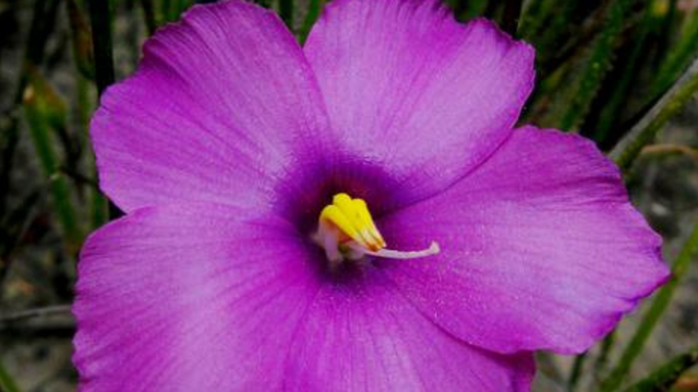 Stunning But Deadly Carnivorous Plants Mental Floss