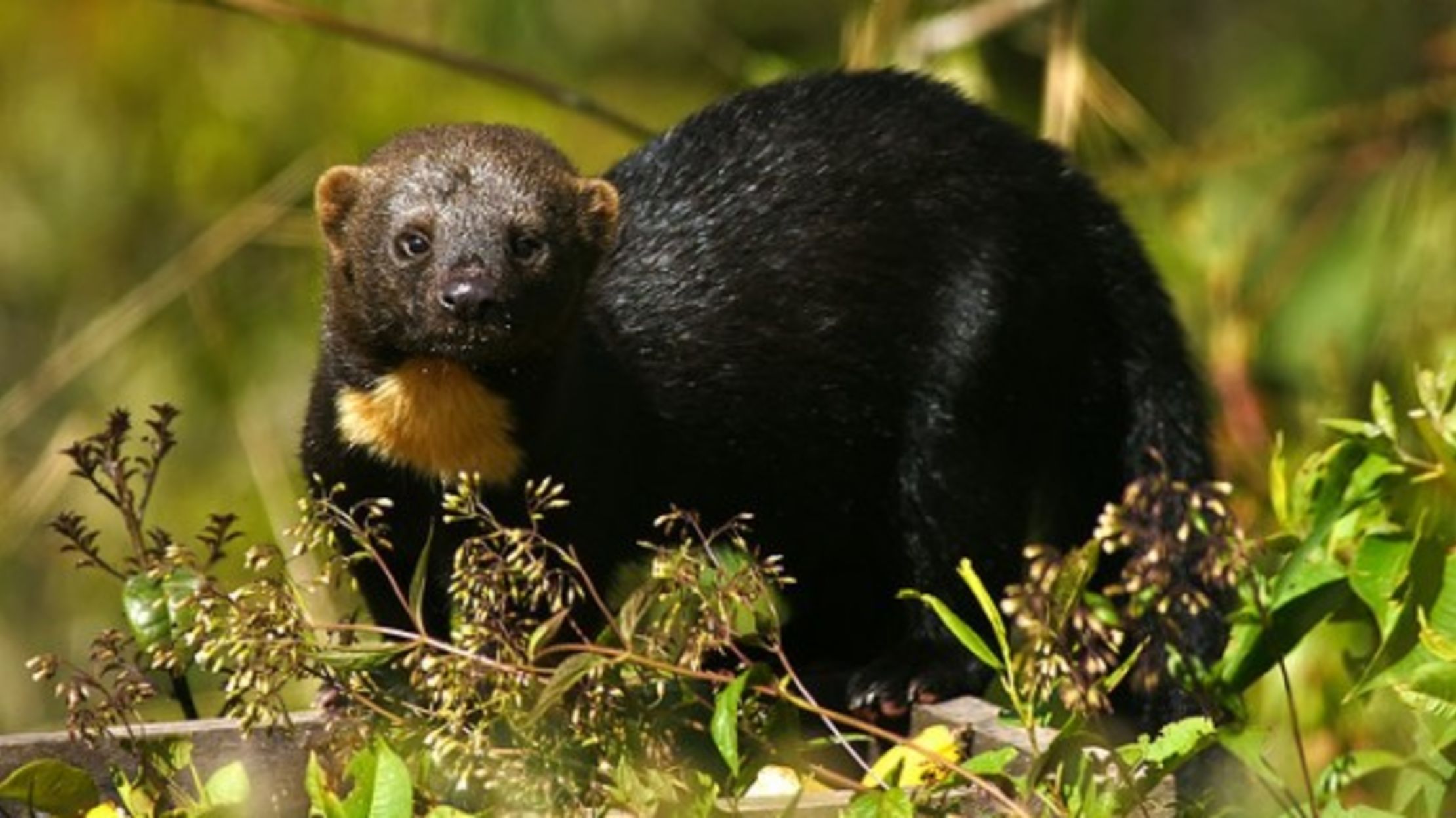 The Weasel With Plans for the Future | Mental Floss