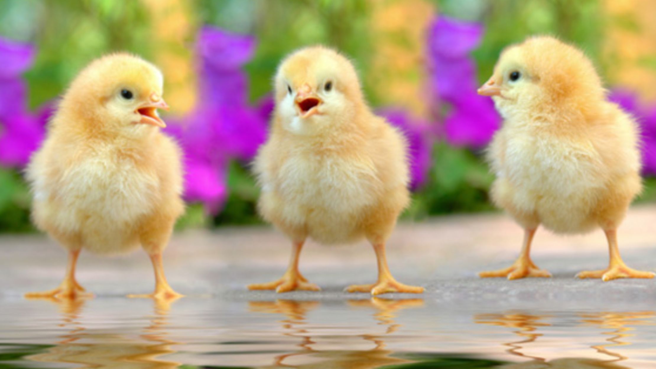 How Did the Chicken Cross the Ocean? | Mental Floss